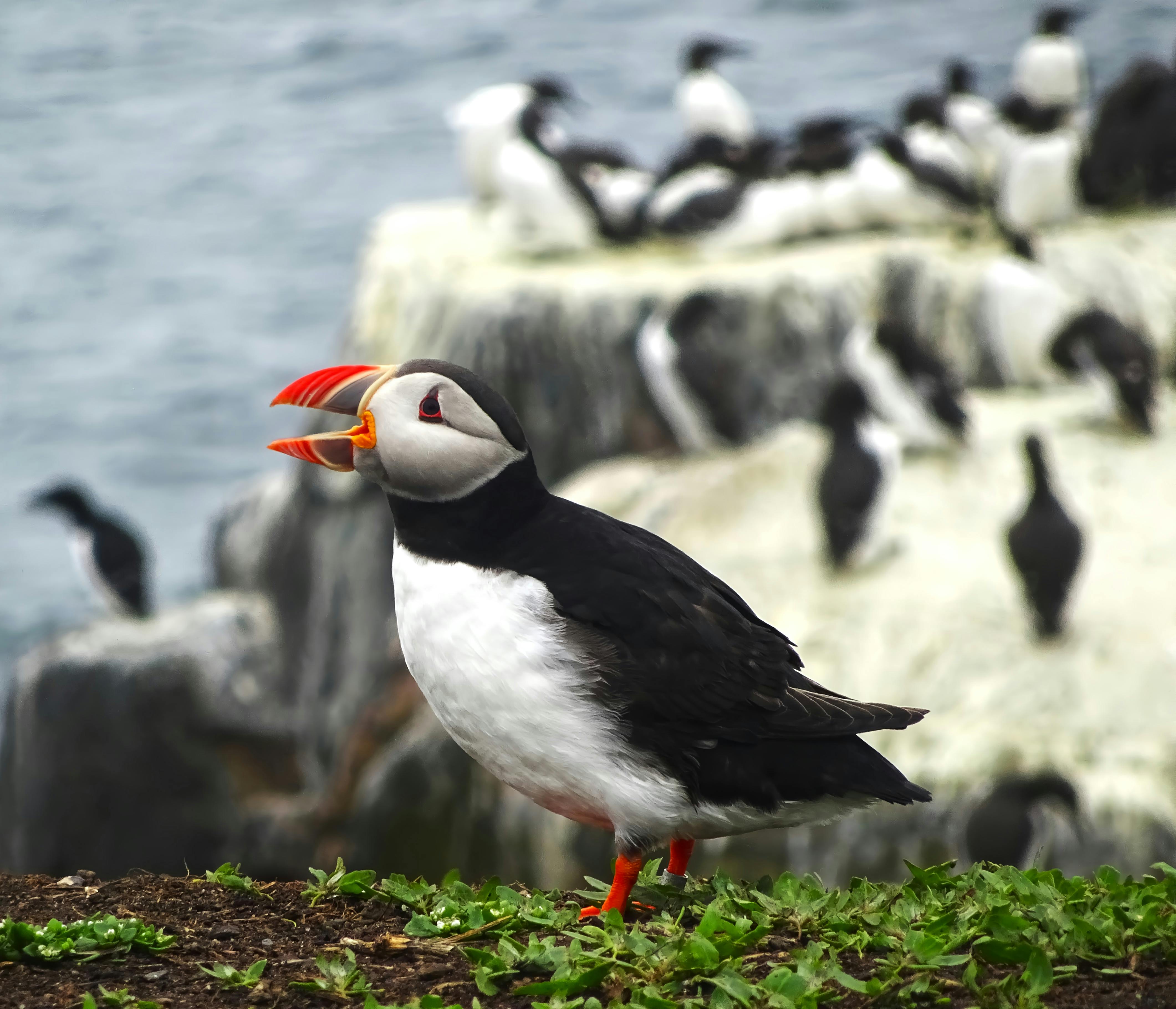 Charming Atlantic Puffin on English Coast · Free Stock Photo
