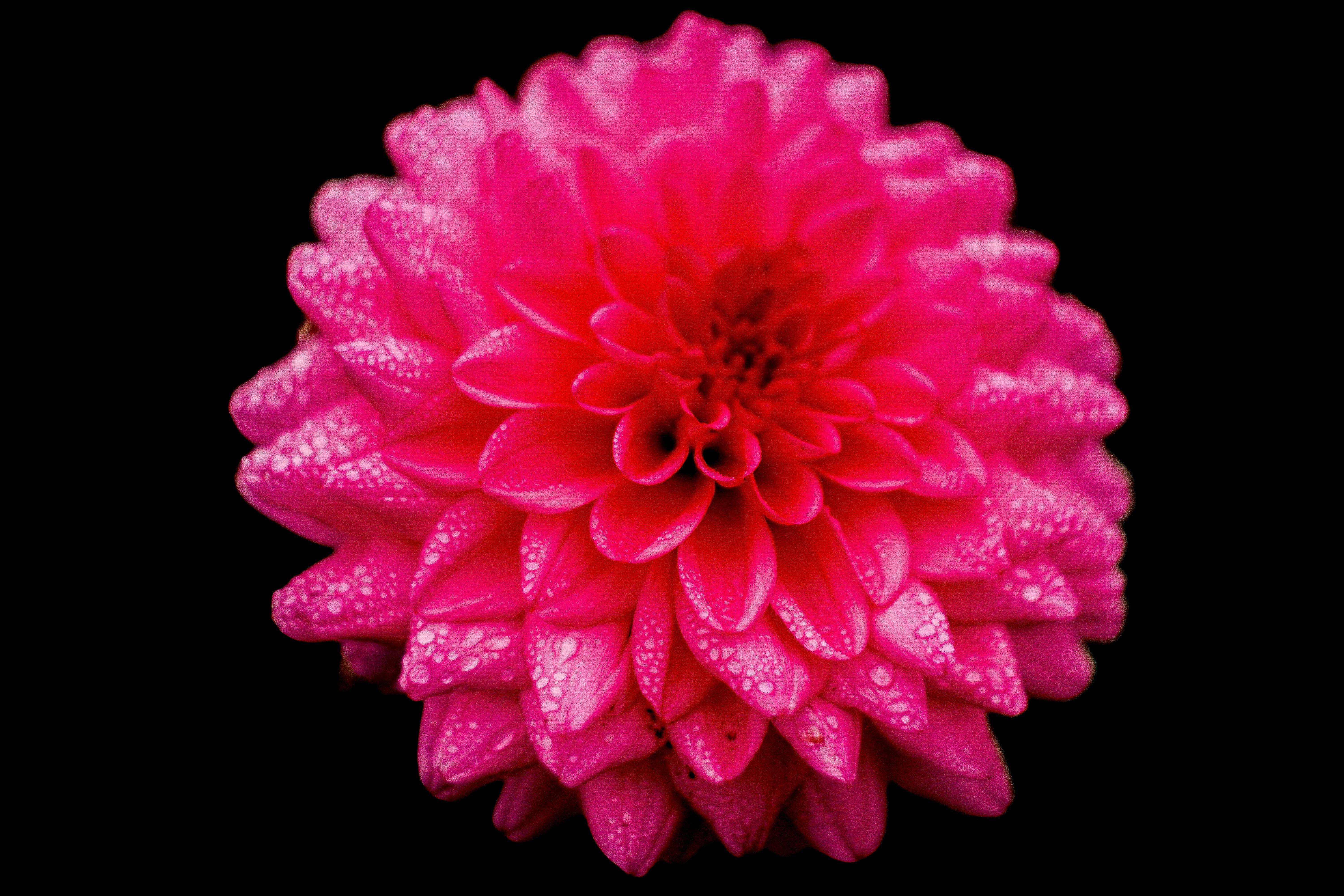 Geneeskunde Boom Pink Photos, Download The BEST Free Geneeskunde Boom ...