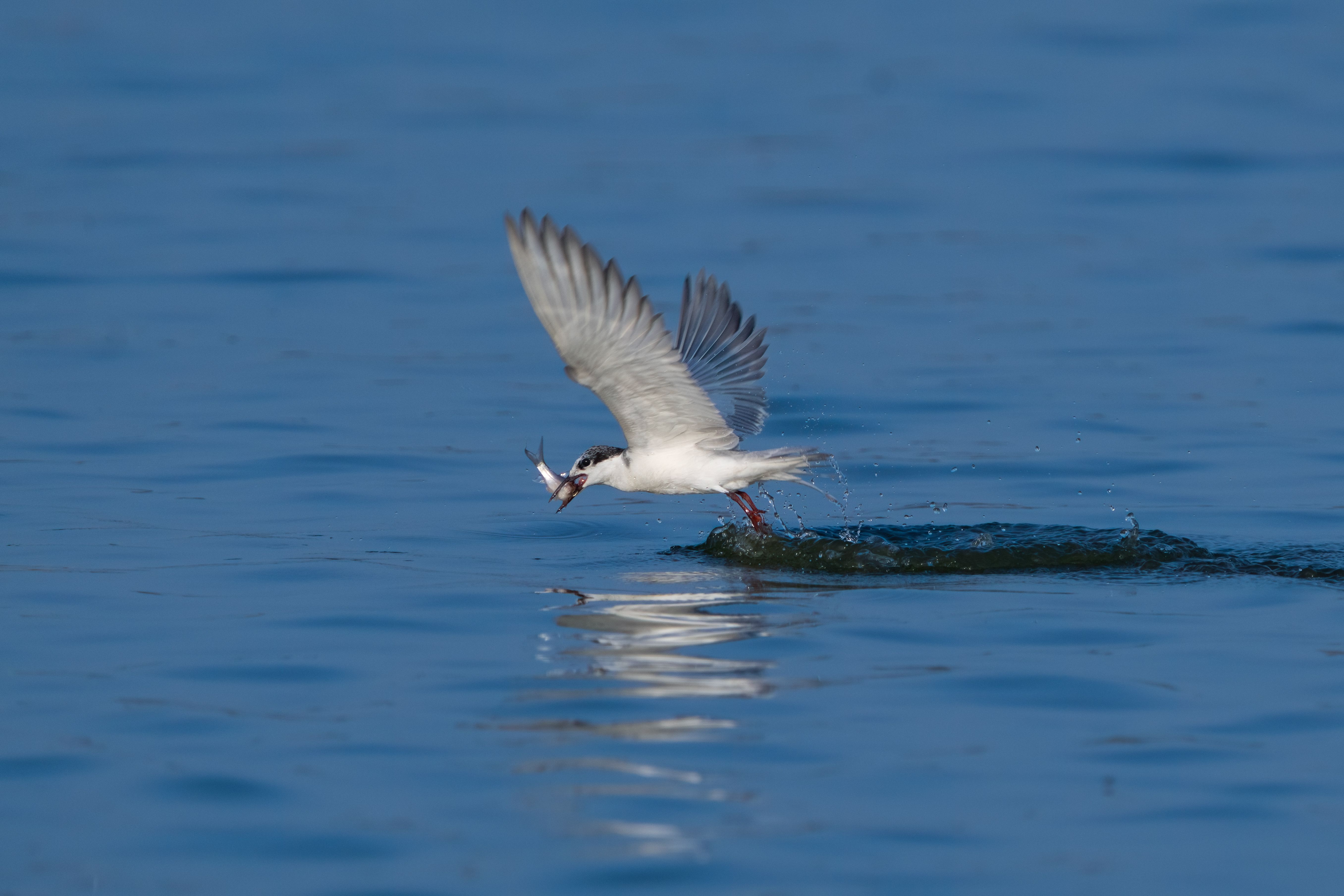 White Tern Skimming Water with Fish in Beak · Free Stock Photo