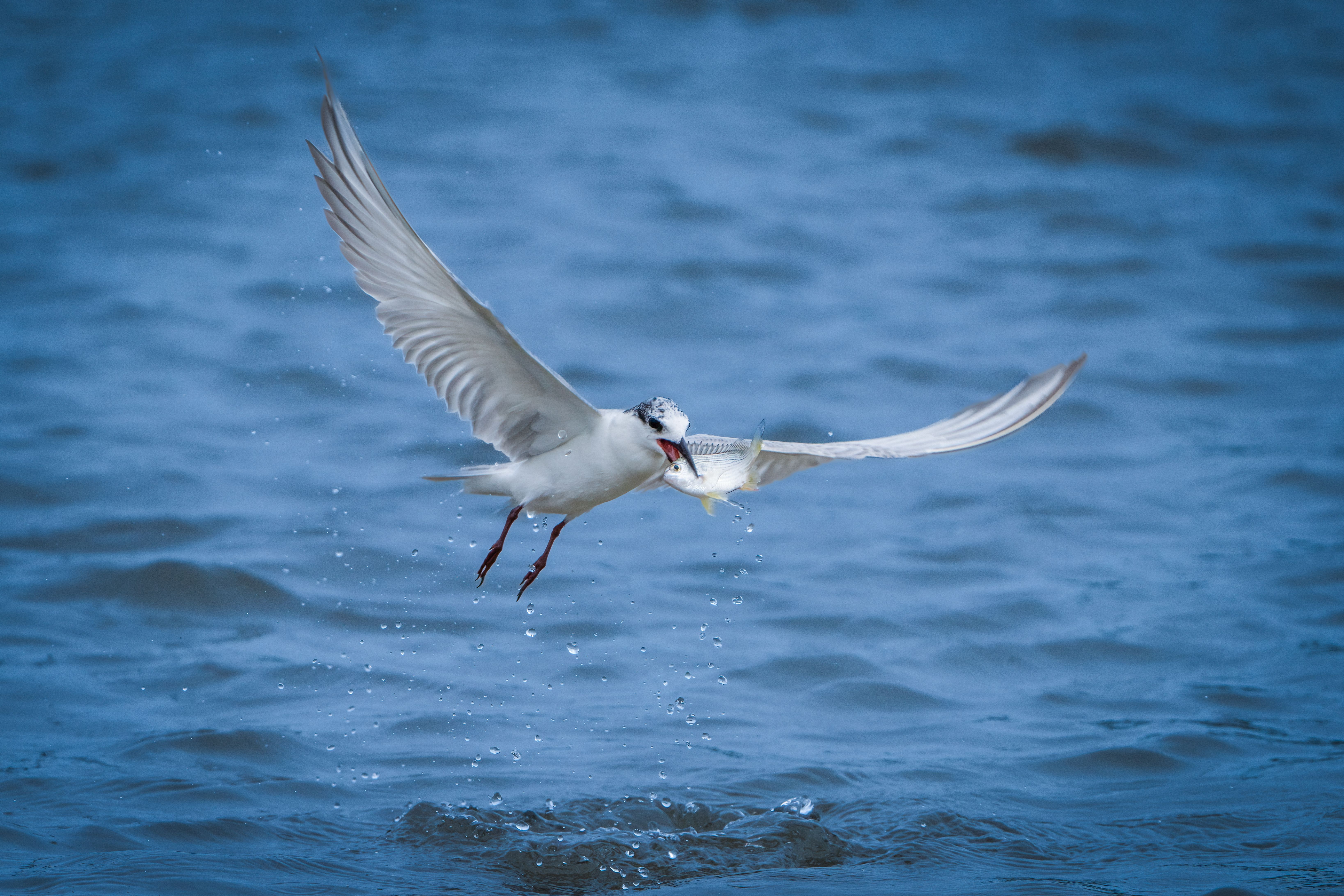Seagull Captures Fish in Flight Over Ocean · Free Stock Photo