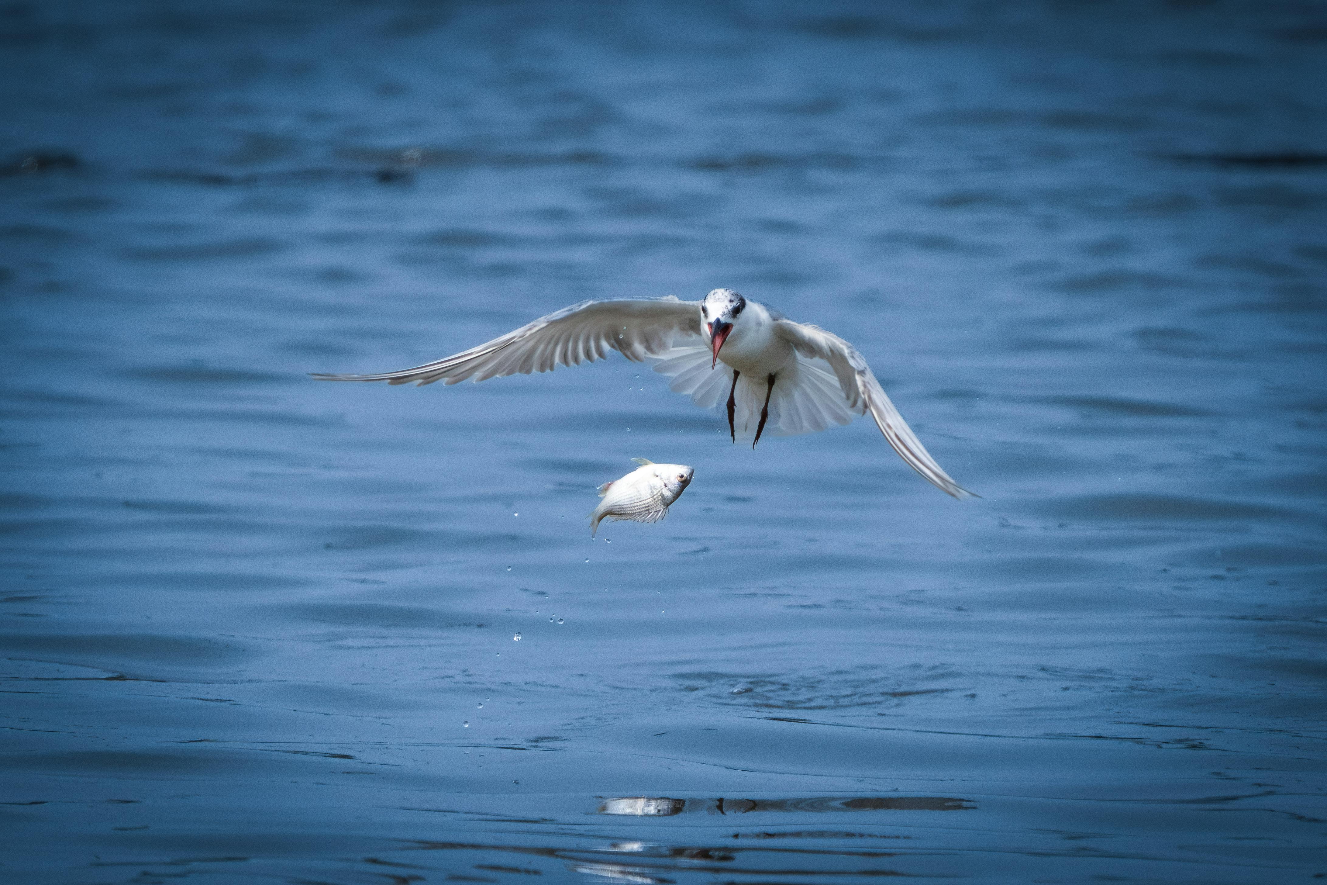 Tern in Flight Catching Fish Over Water Surface · Free Stock Photo