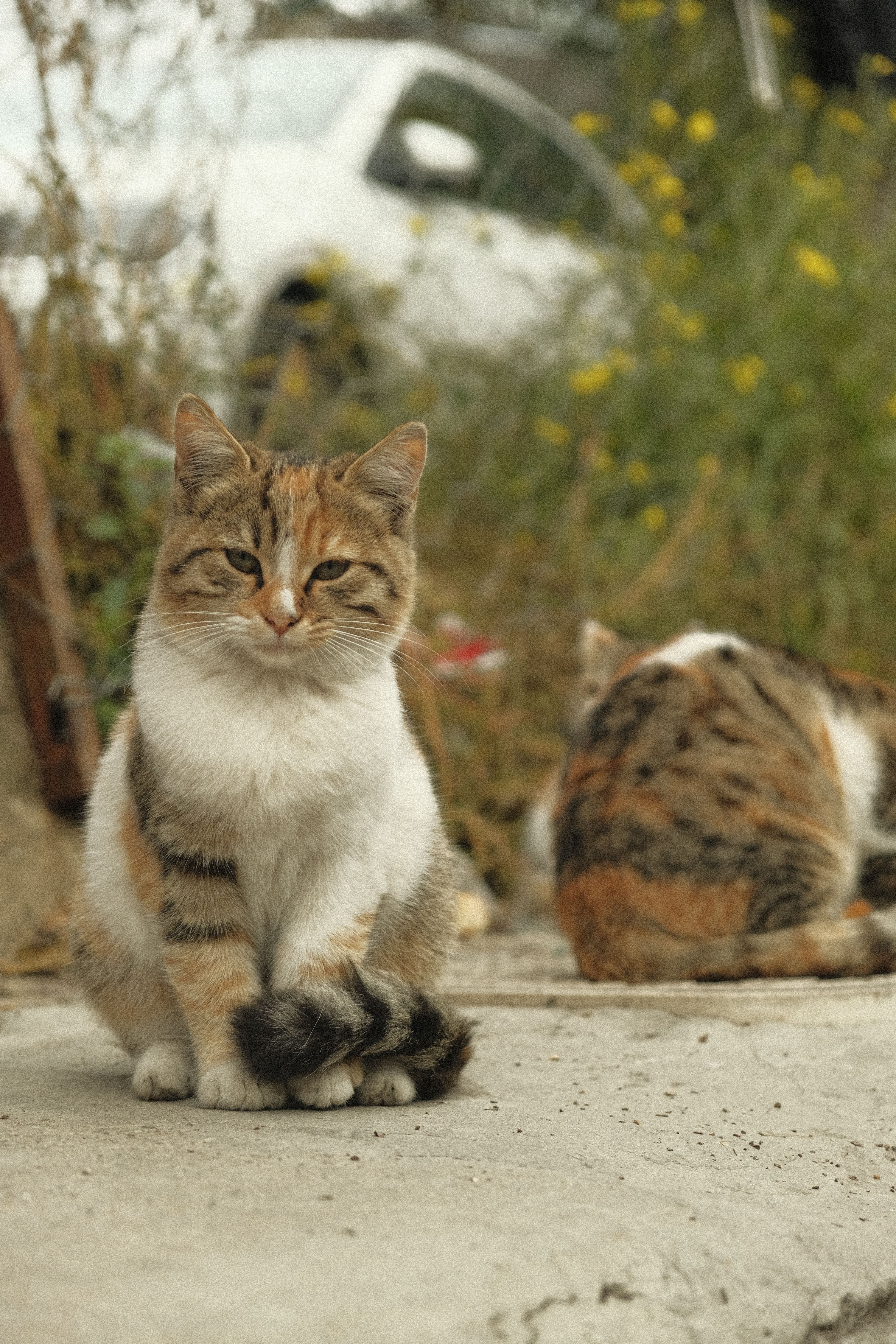 Stray Cats of Istanbul in a Rustic Alleyway · Free Stock Photo
