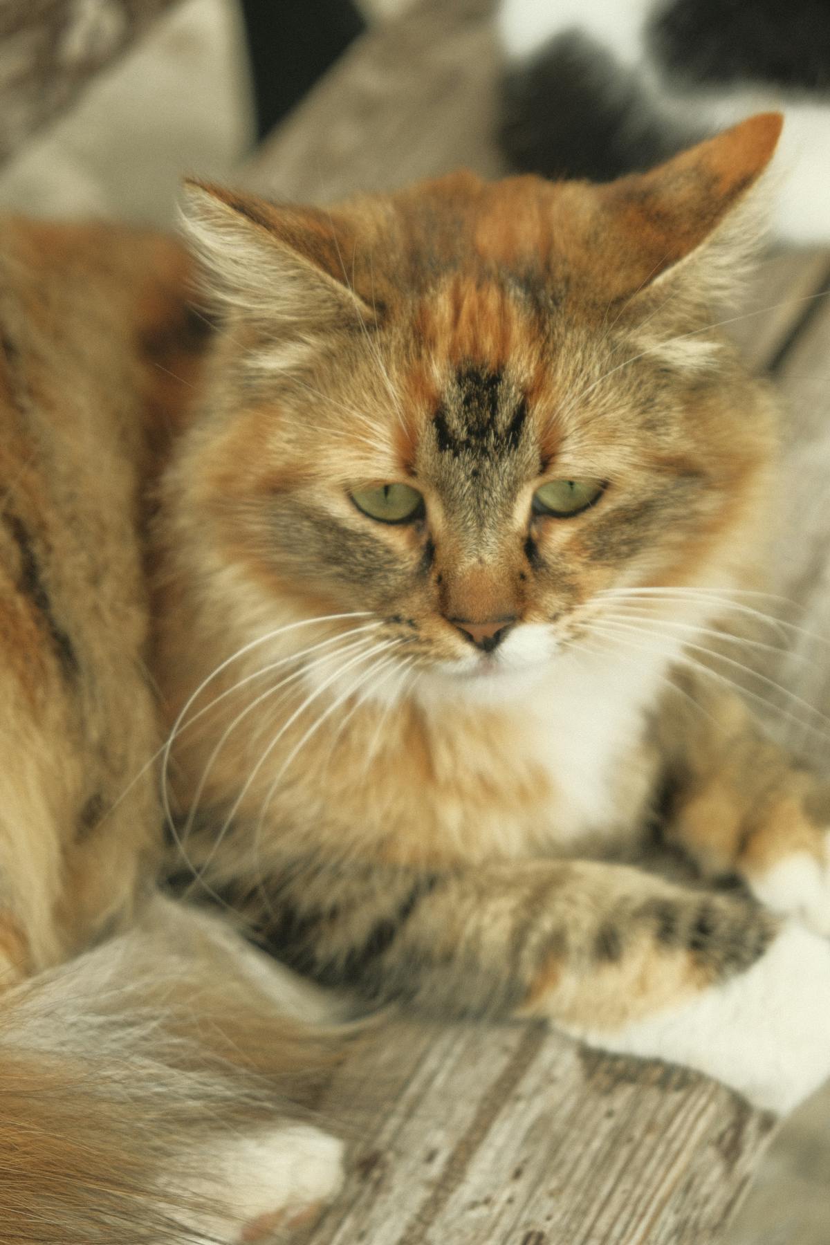 Calico Cat Photos, Download The BEST Free Calico Cat Stock Photos & HD ...