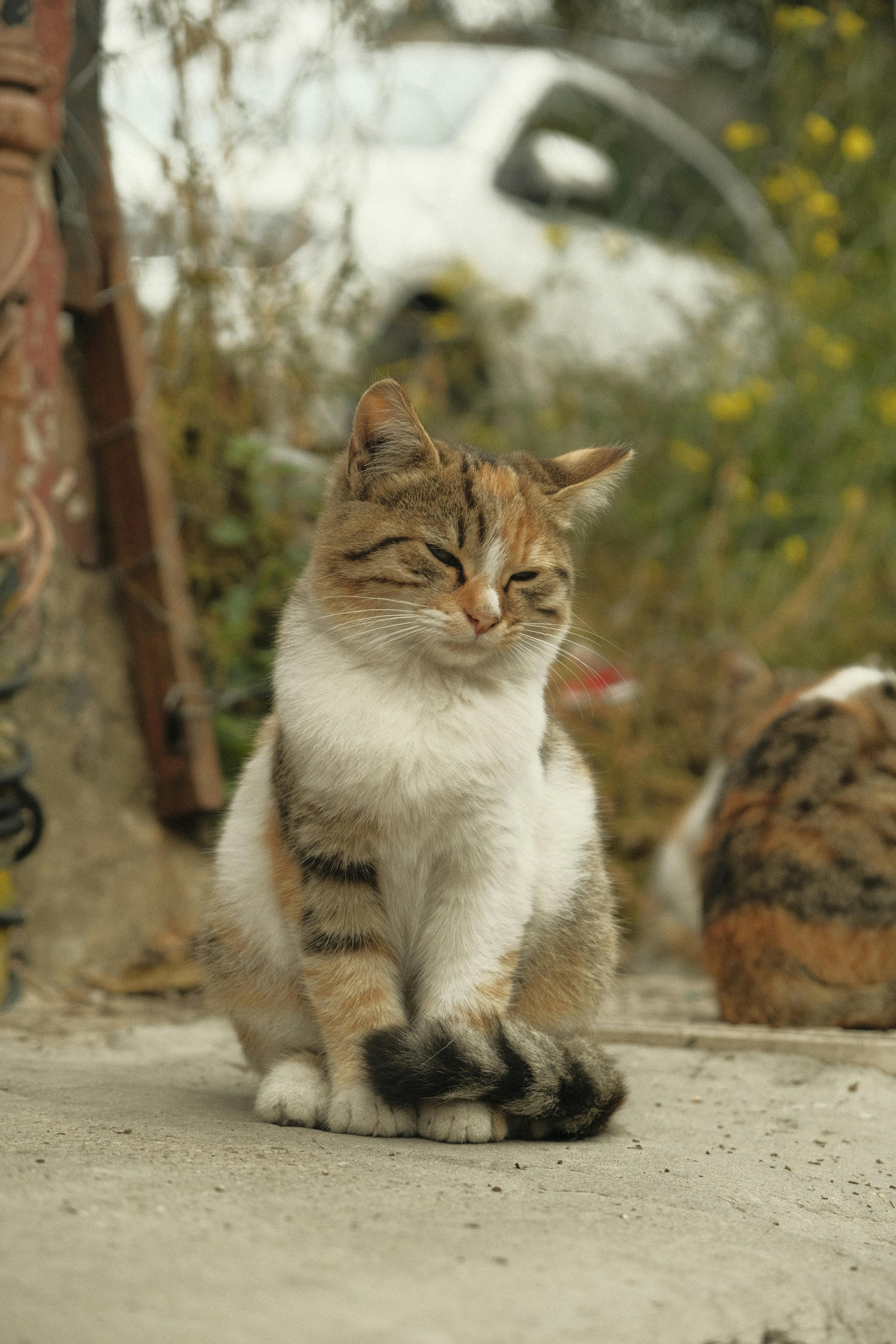 Adorable Stray Cat Resting in Istanbul Alley · Free Stock Photo