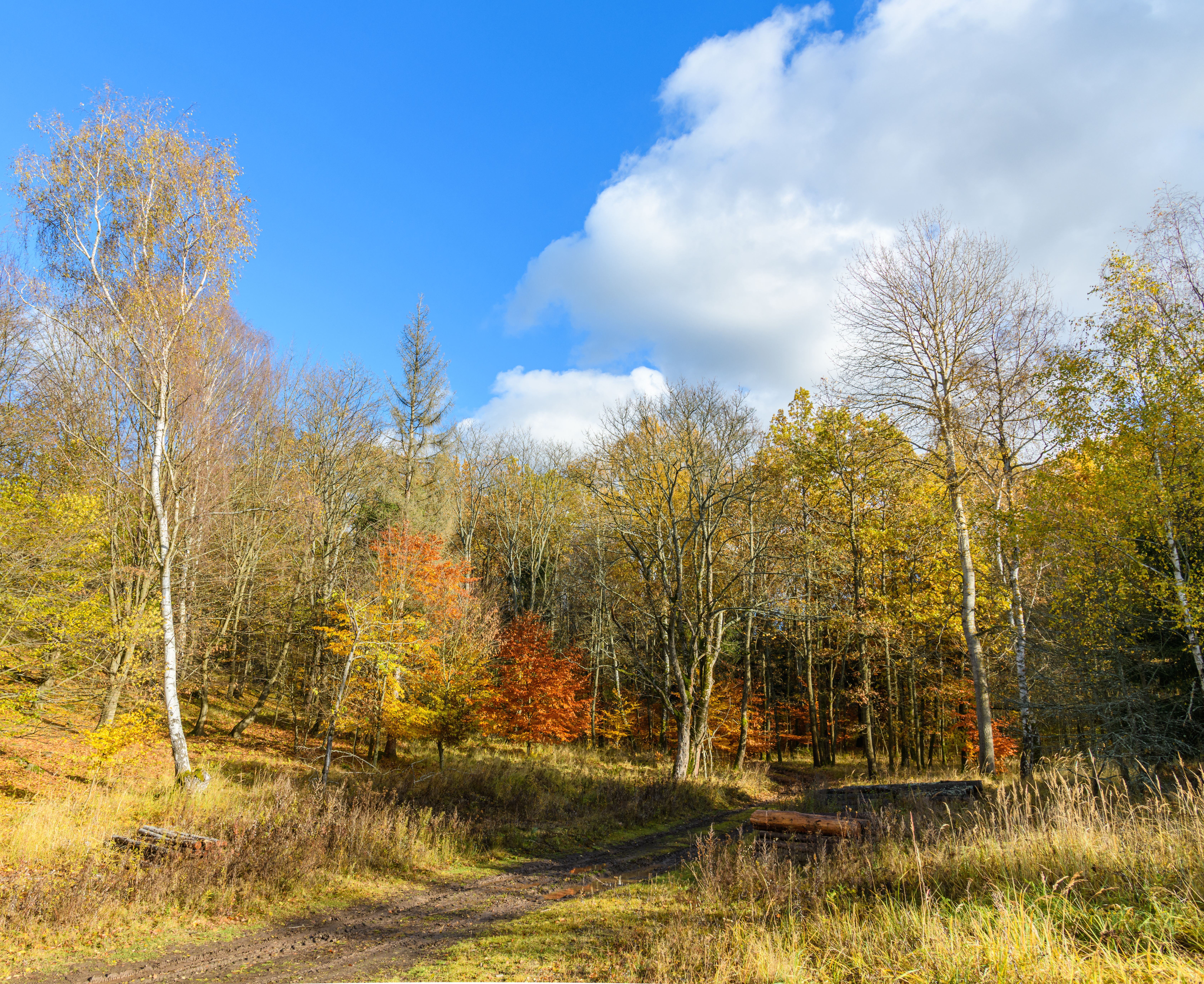 Autumn Forest Path Under Bright Blue Sky · Free Stock Photo