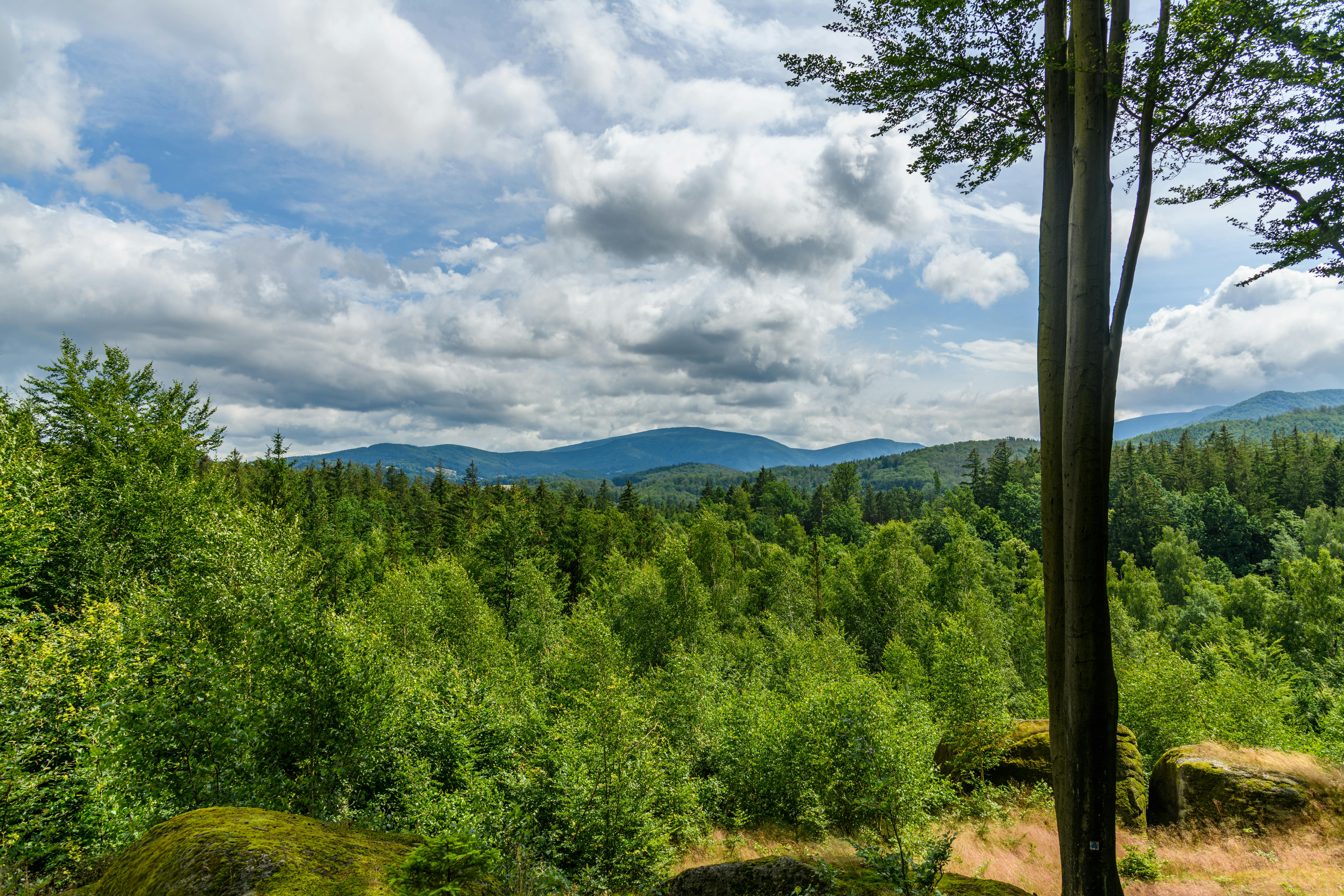 Scenic Forest View with Mountain Backdrop · Free Stock Photo