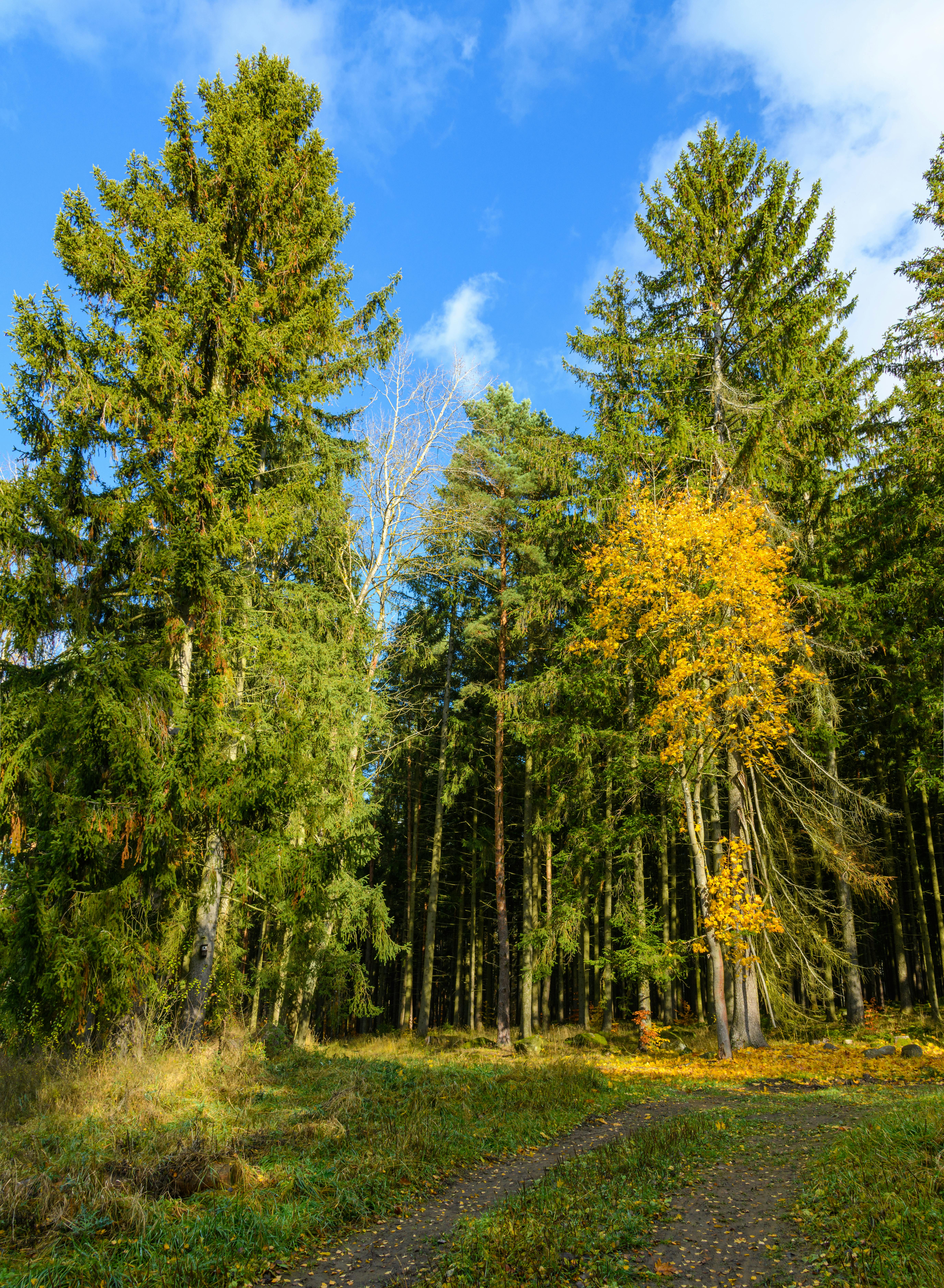 Scenic Autumn Forest Pathway in Czechia · Free Stock Photo