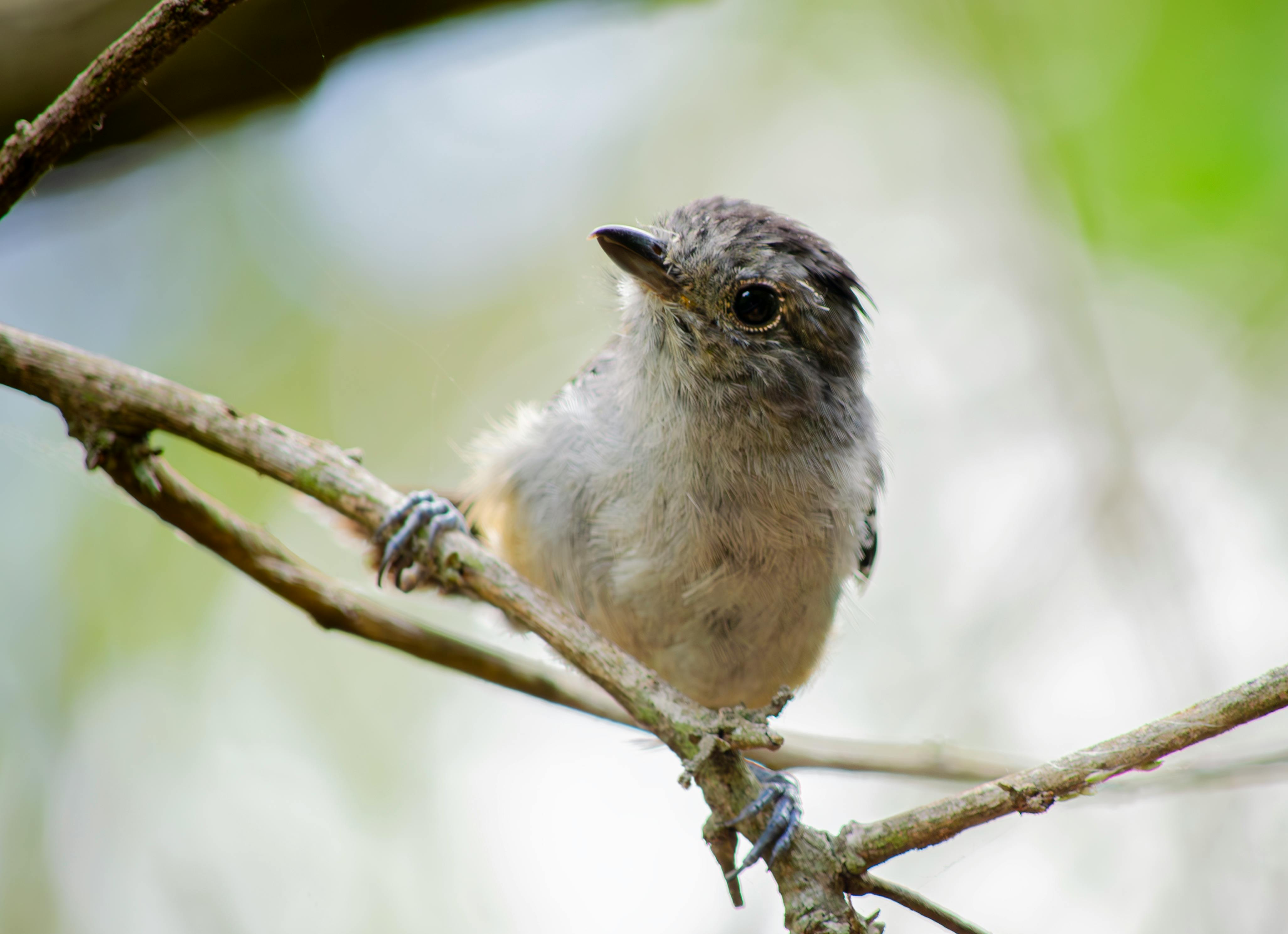 Glee Scalewallpapers Photos, Download The BEST Free Glee ...