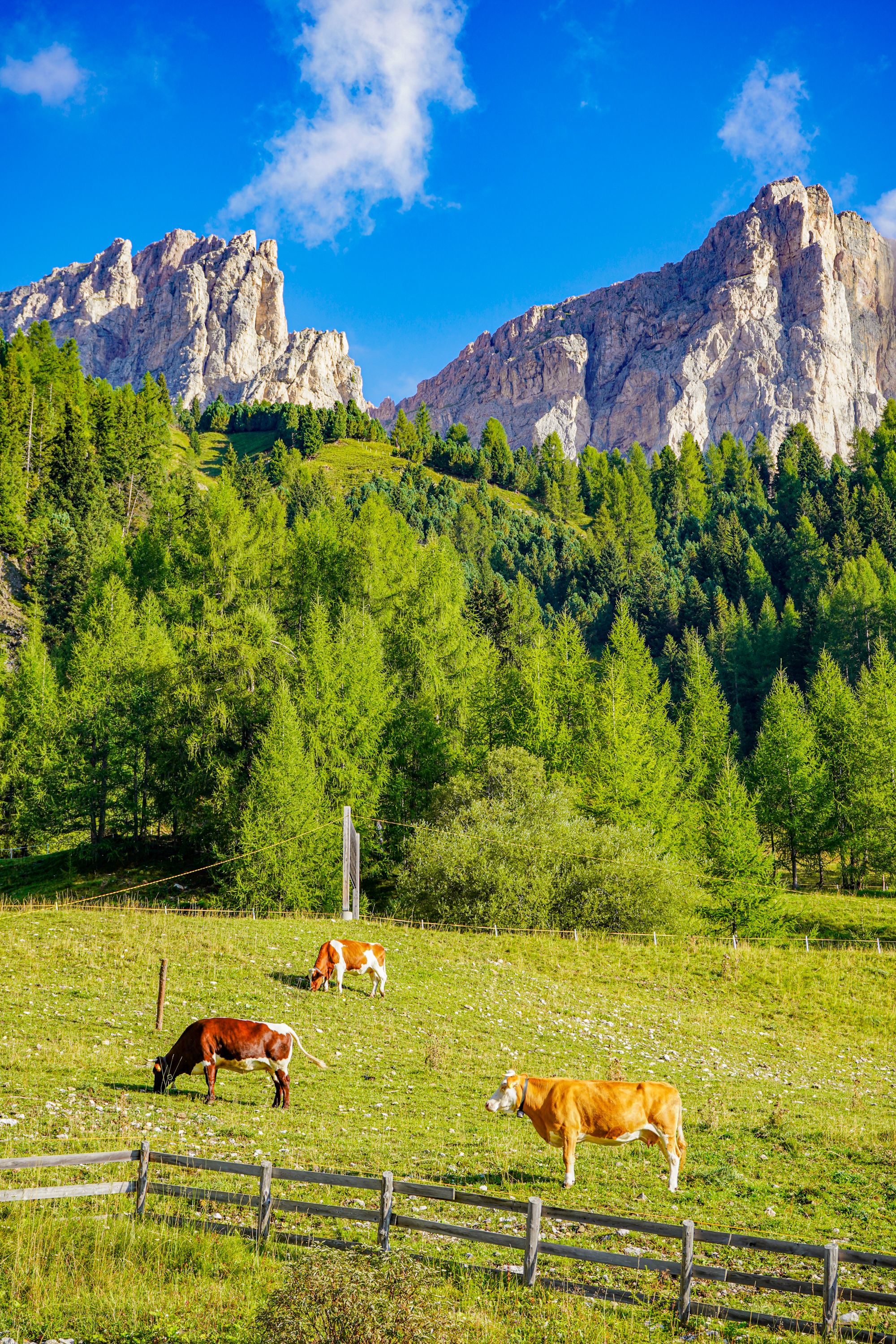 Scenic Mountain Landscape with Grazing Cattle in Italy · Free Stock Photo