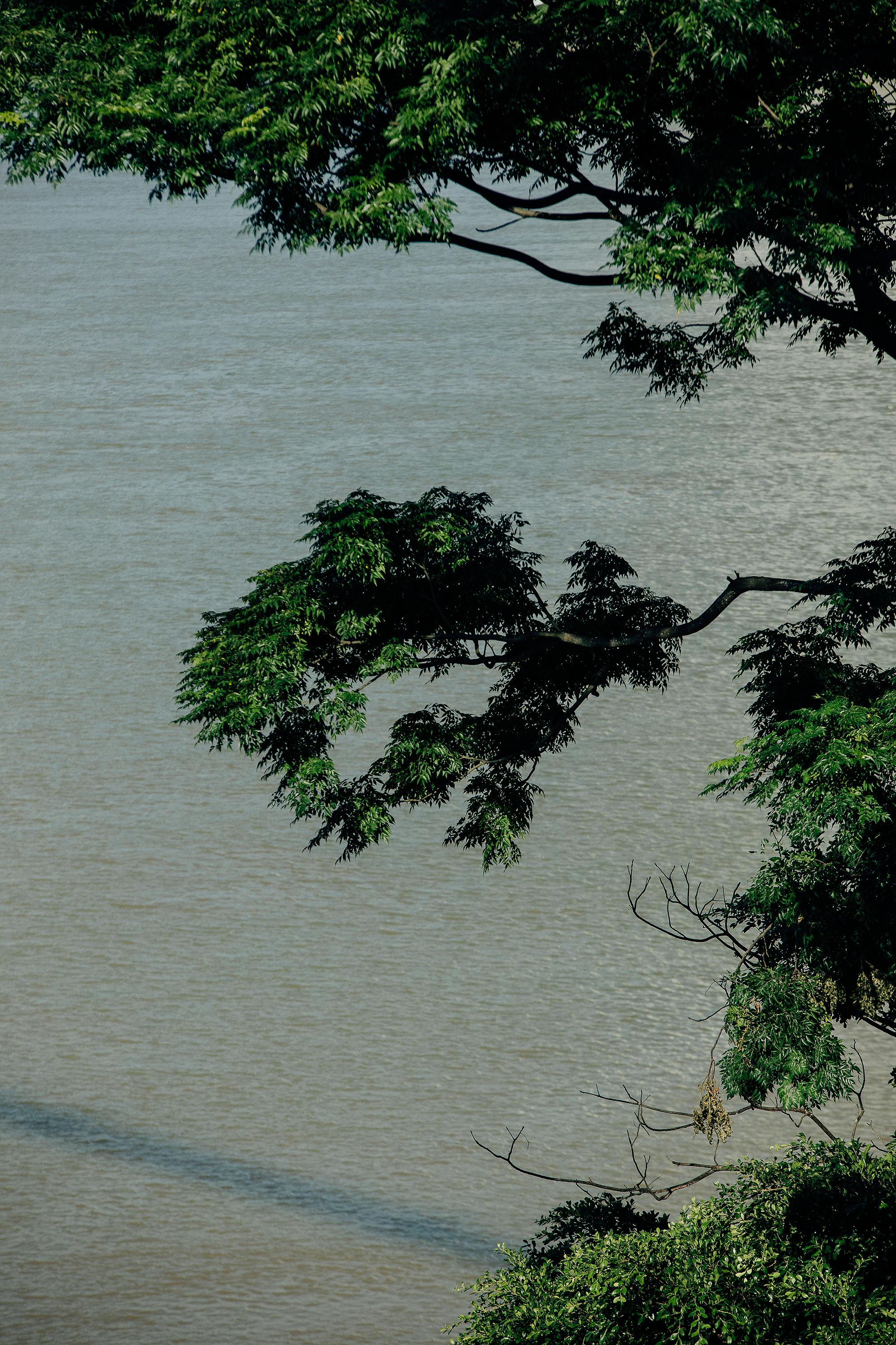 Serene Riverside with Overhanging Tree Branch · Free Stock Photo