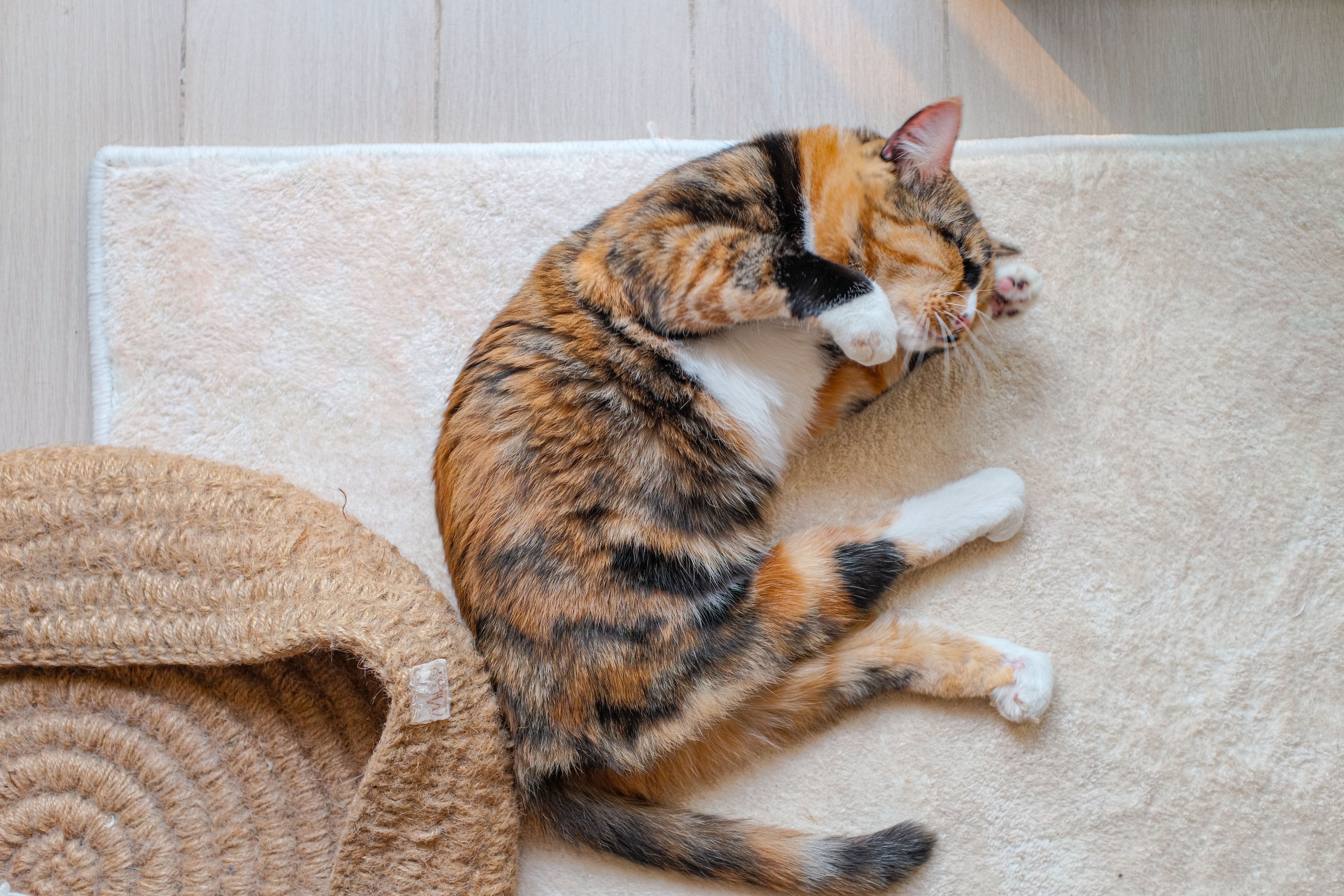Calico Cat Relaxing on a Soft Rug · Free Stock Photo