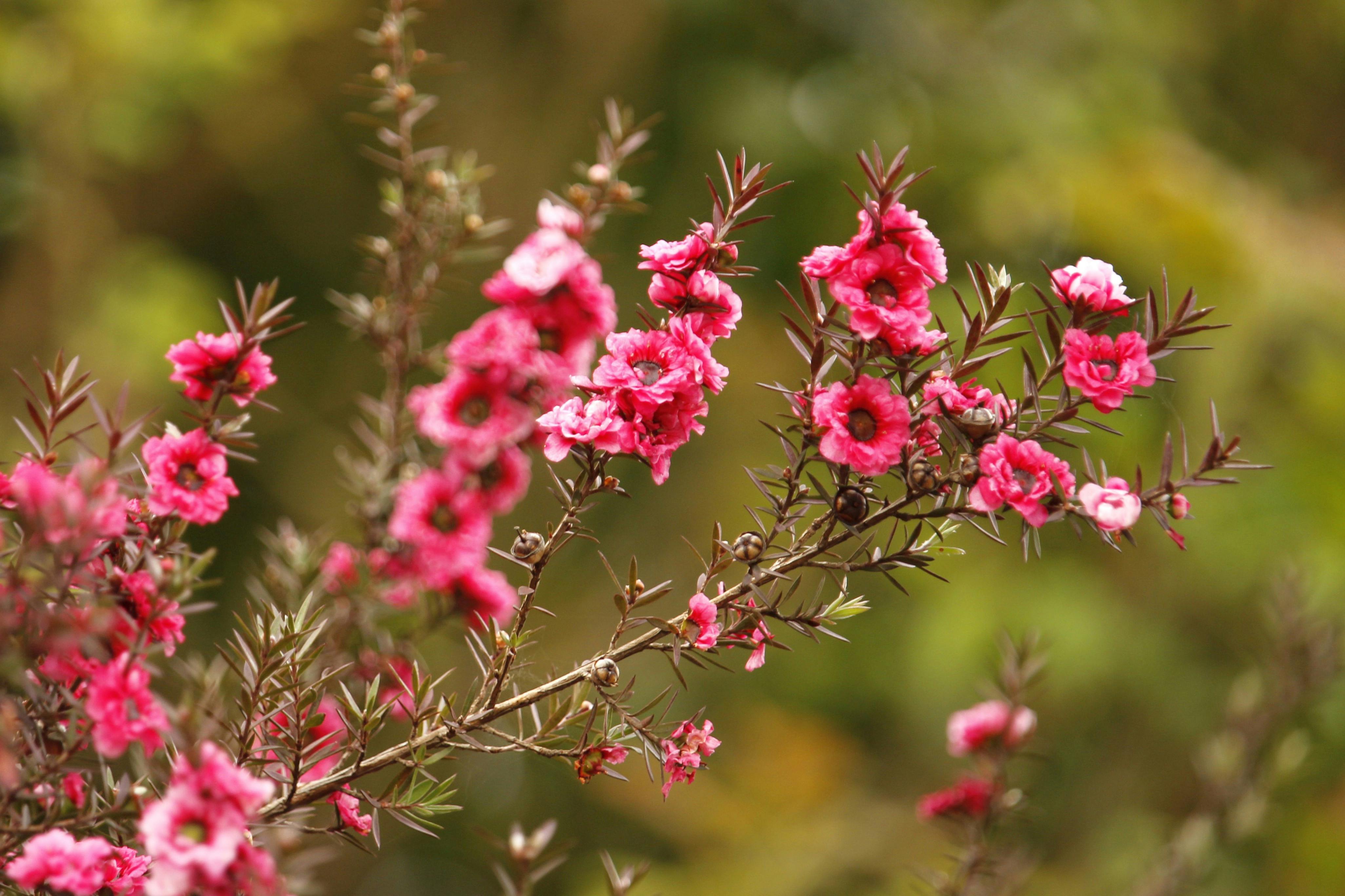 Vibrant Pink Manuka Flowers in Bloom · Free Stock Photo