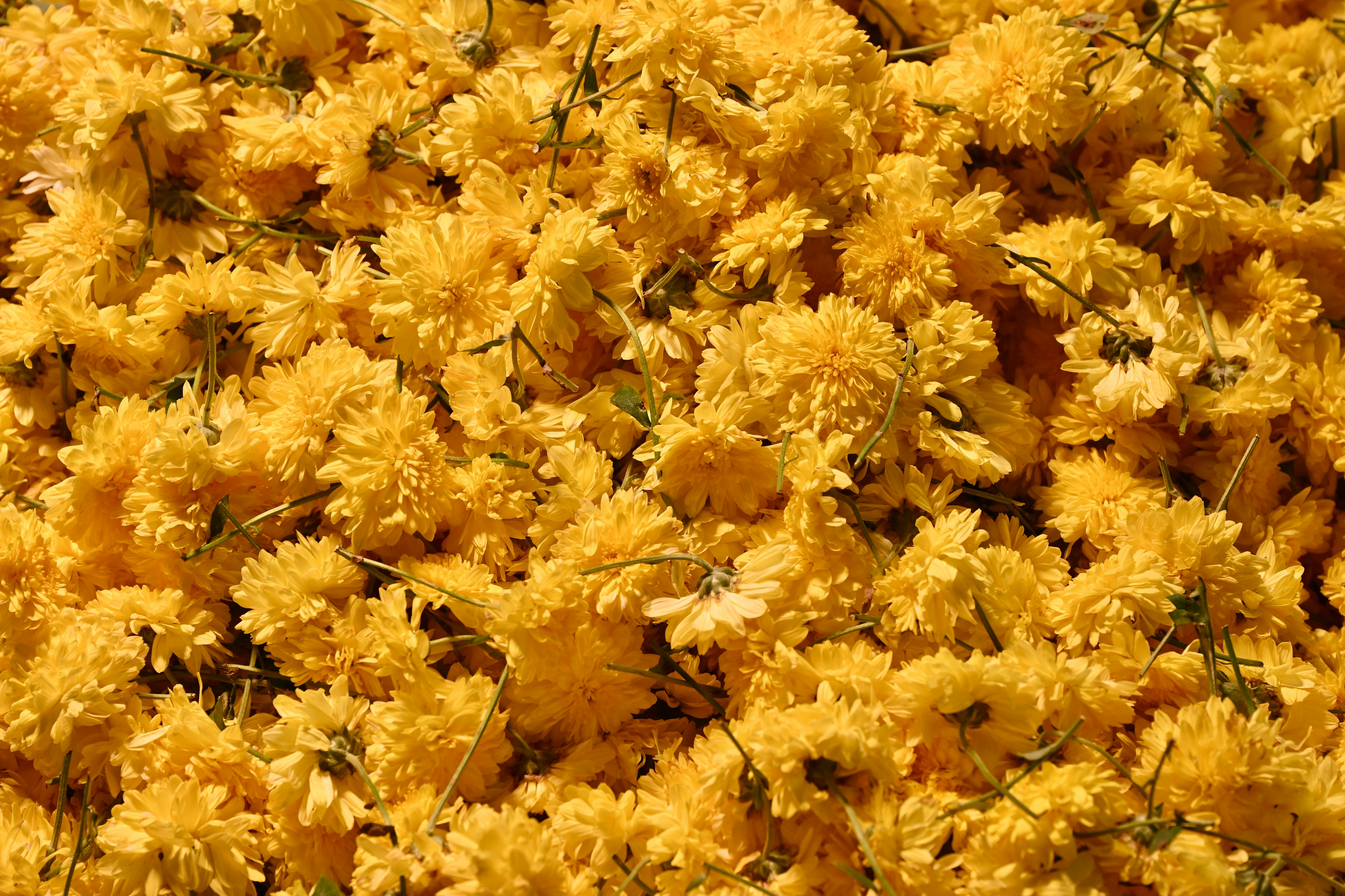 Taget Alene Photos, Download The BEST Free Taget Alene Stock Photos ...