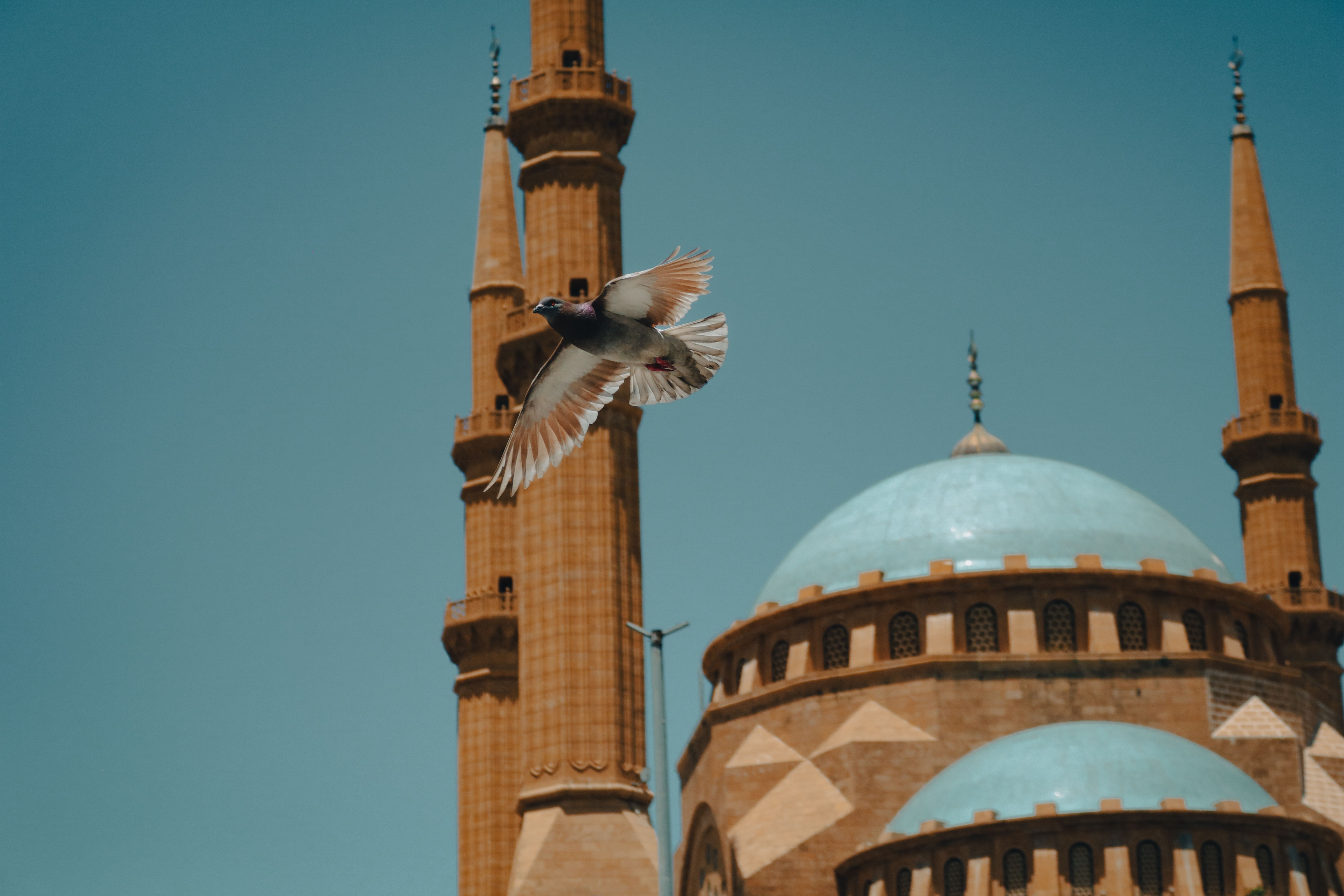 Pigeon in Flight by the Mohammad Al-Amin Mosque · Free Stock Photo