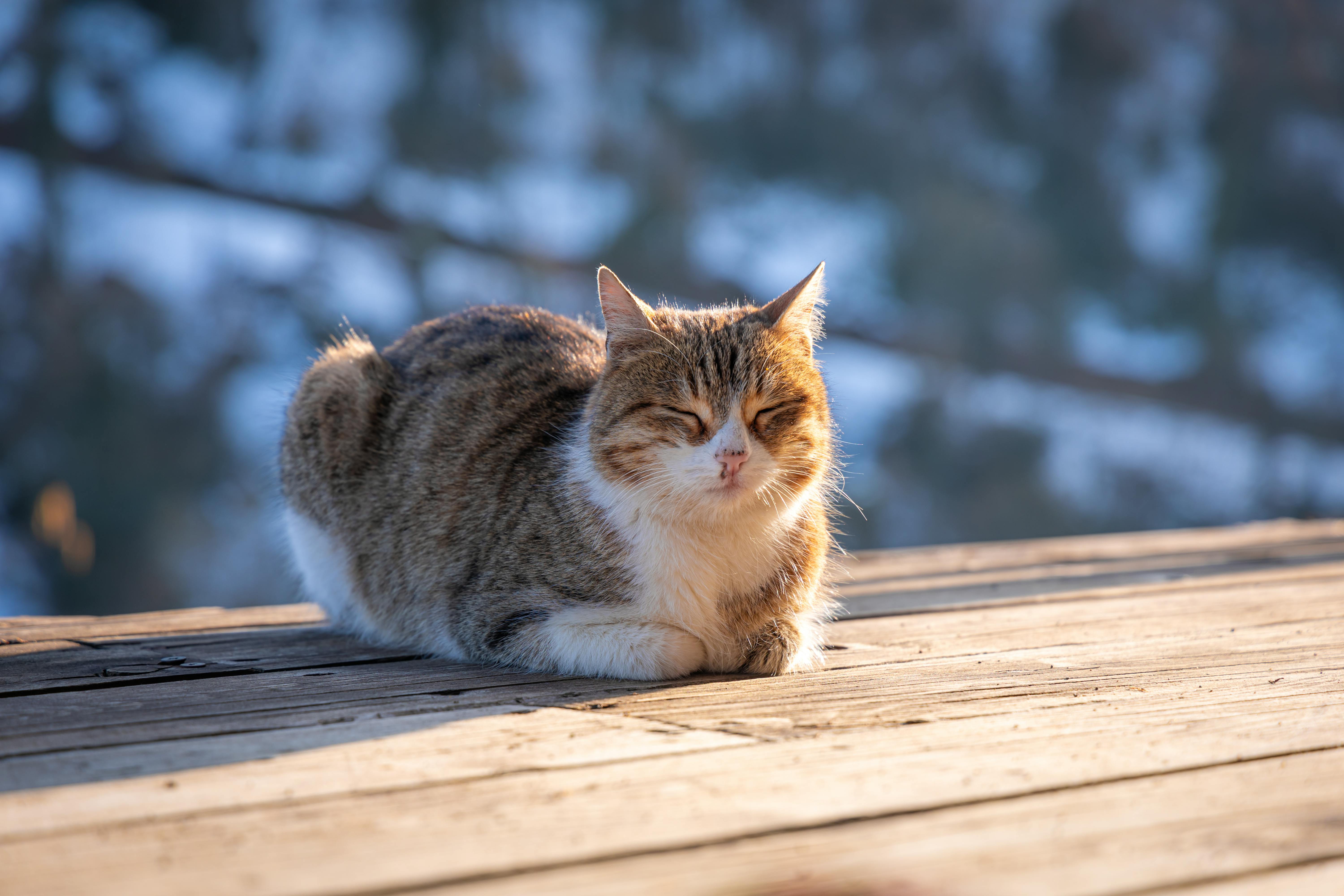 Blurred Cat Photos, Download The BEST Free Blurred Cat Stock Photos ...