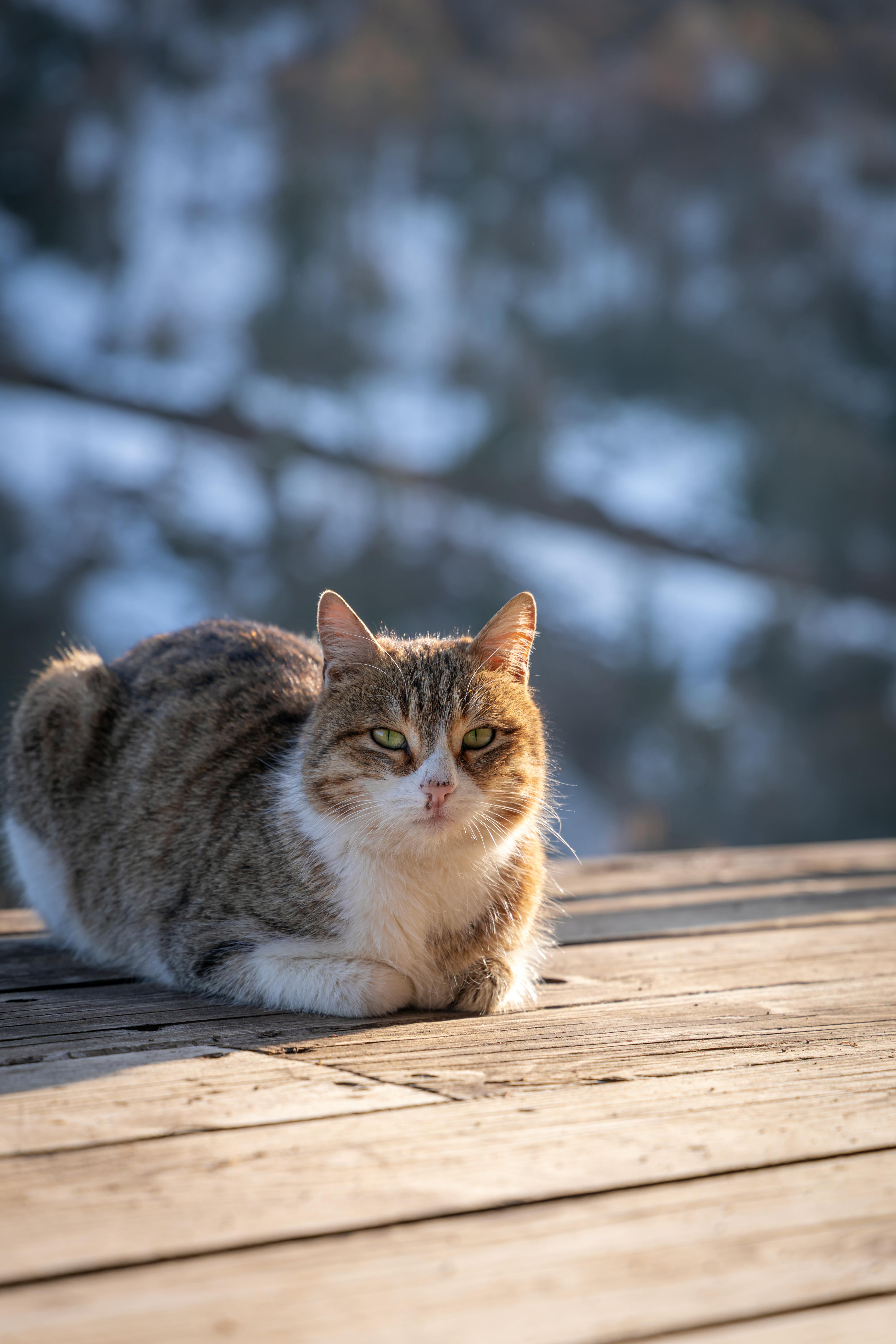 Cat Sitting Alone And Watching Moon Photos, Download The BEST Free Cat ...