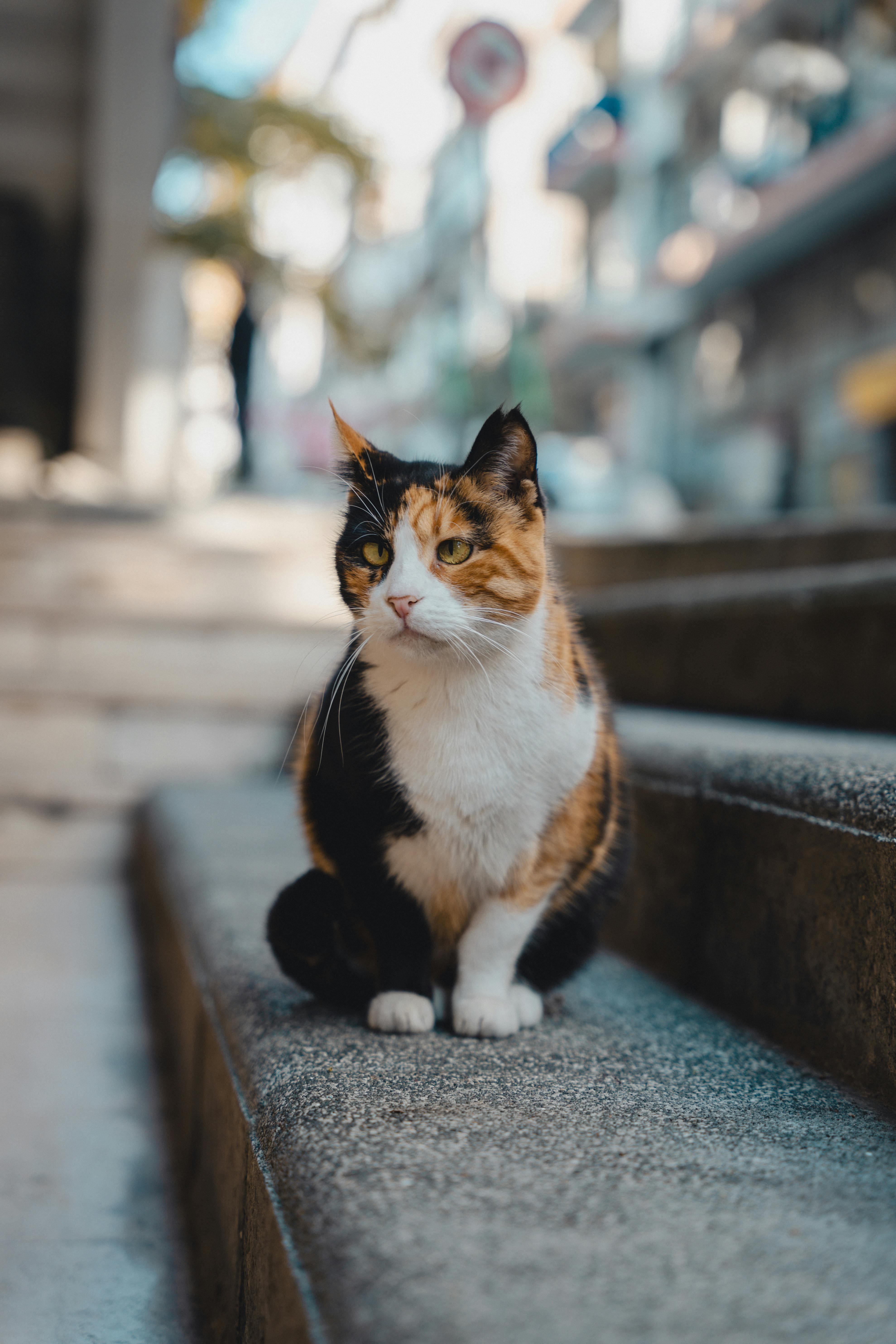 Charming Calico Cat on Istanbul Street Steps · Free Stock Photo