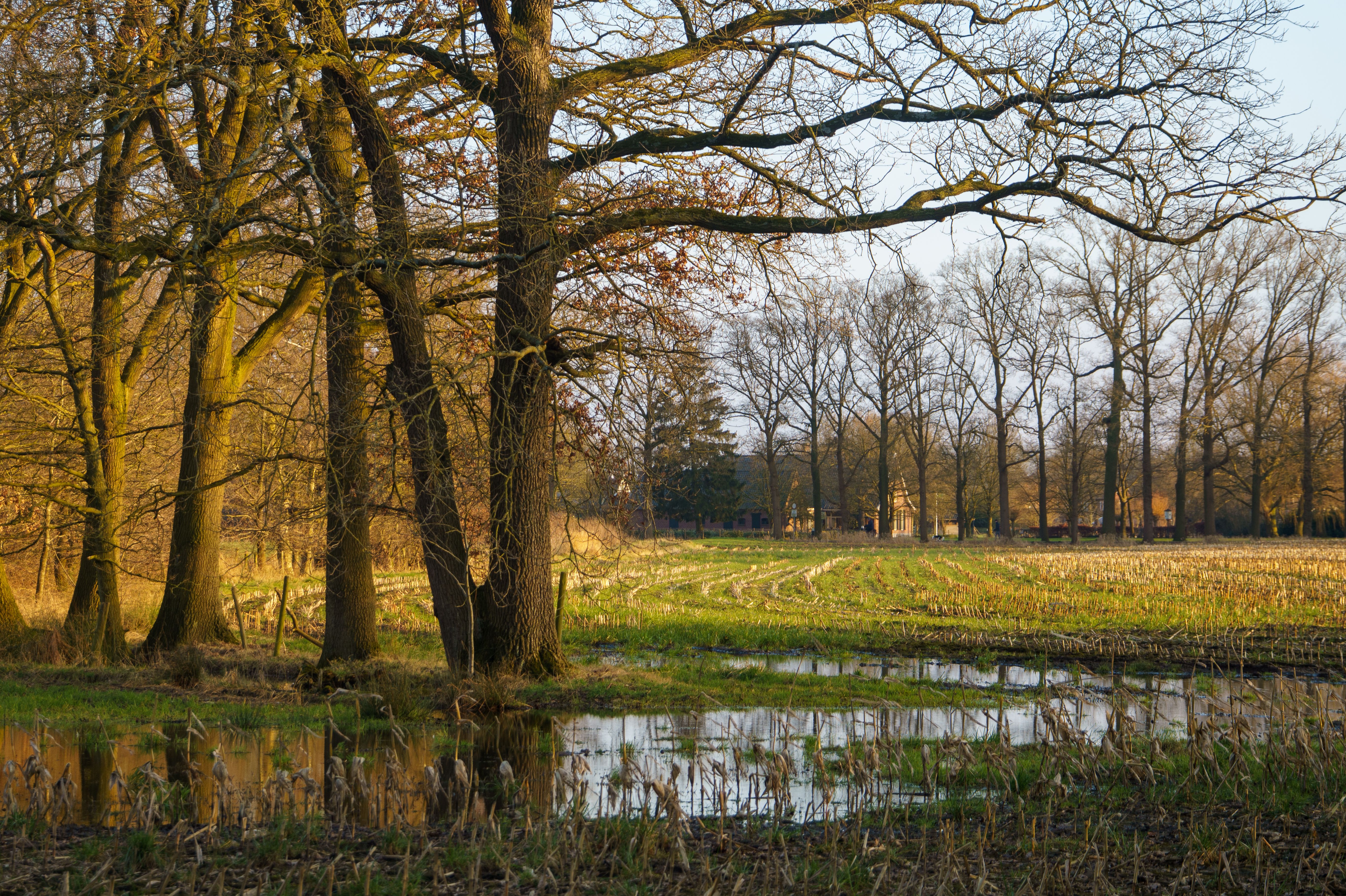 Serene Spring Landscape with Bare Trees and Pond · Free Stock Photo