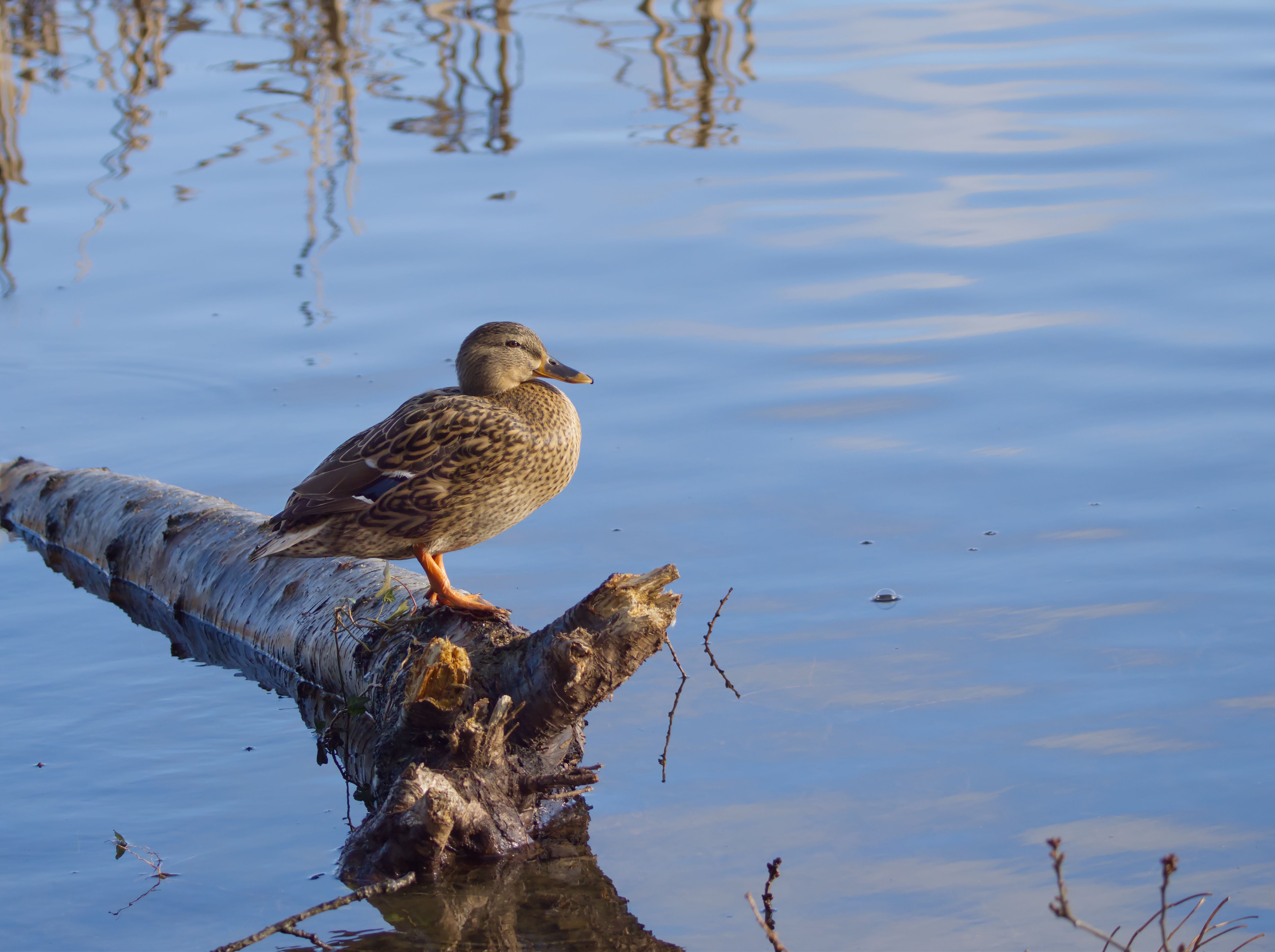 Pato Sobre Un Tronco Tomando El Sol. · Foto de stock gratuita