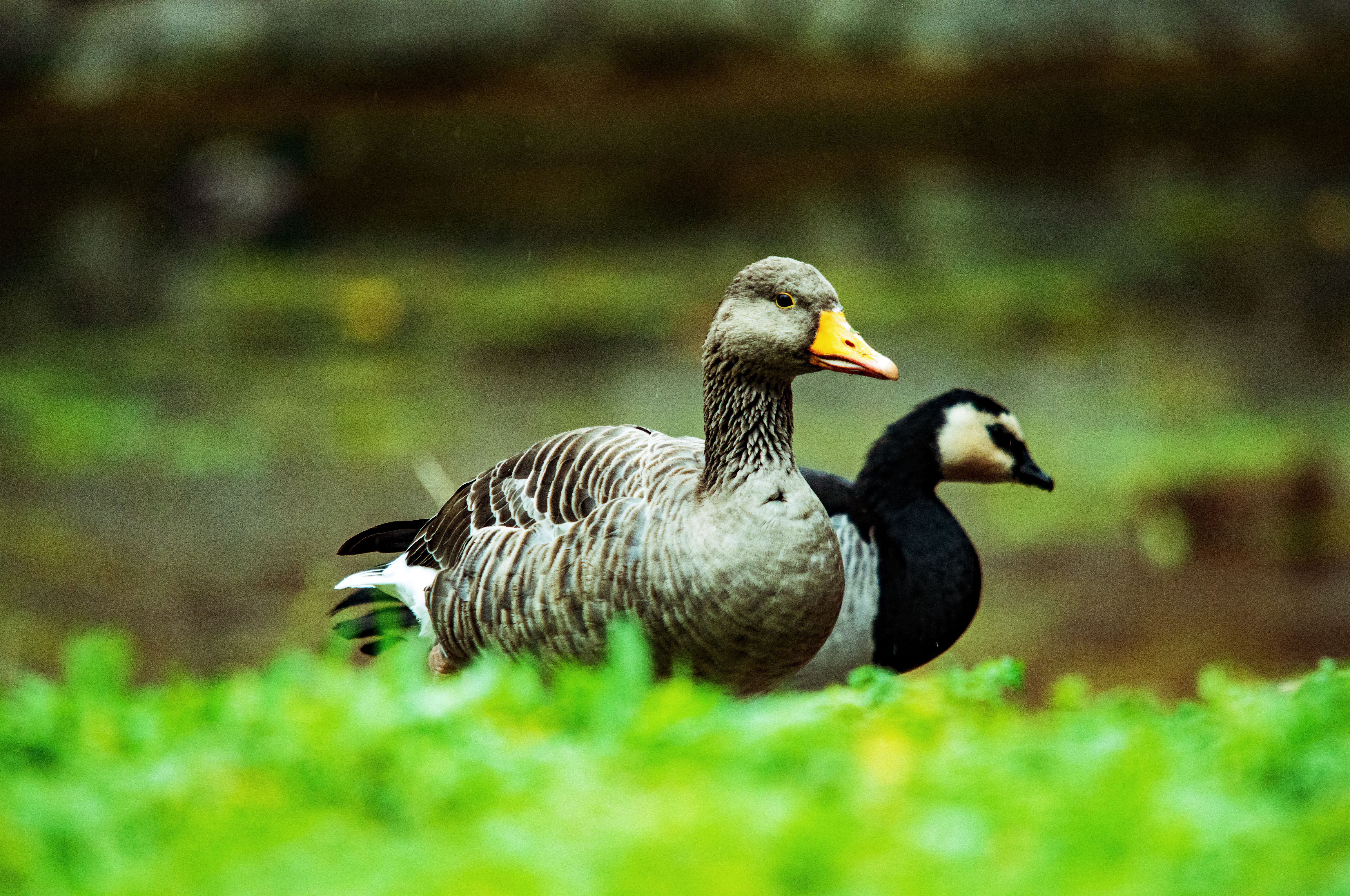 Geese in natural habitat at Ingolstadt · Free Stock Photo