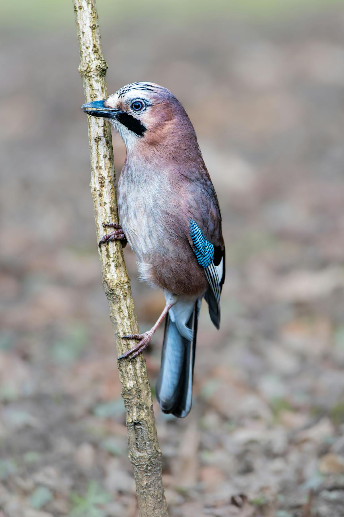 Bailey Jay Photos, Download The BEST Free Bailey Jay Stock Photos & HD ...