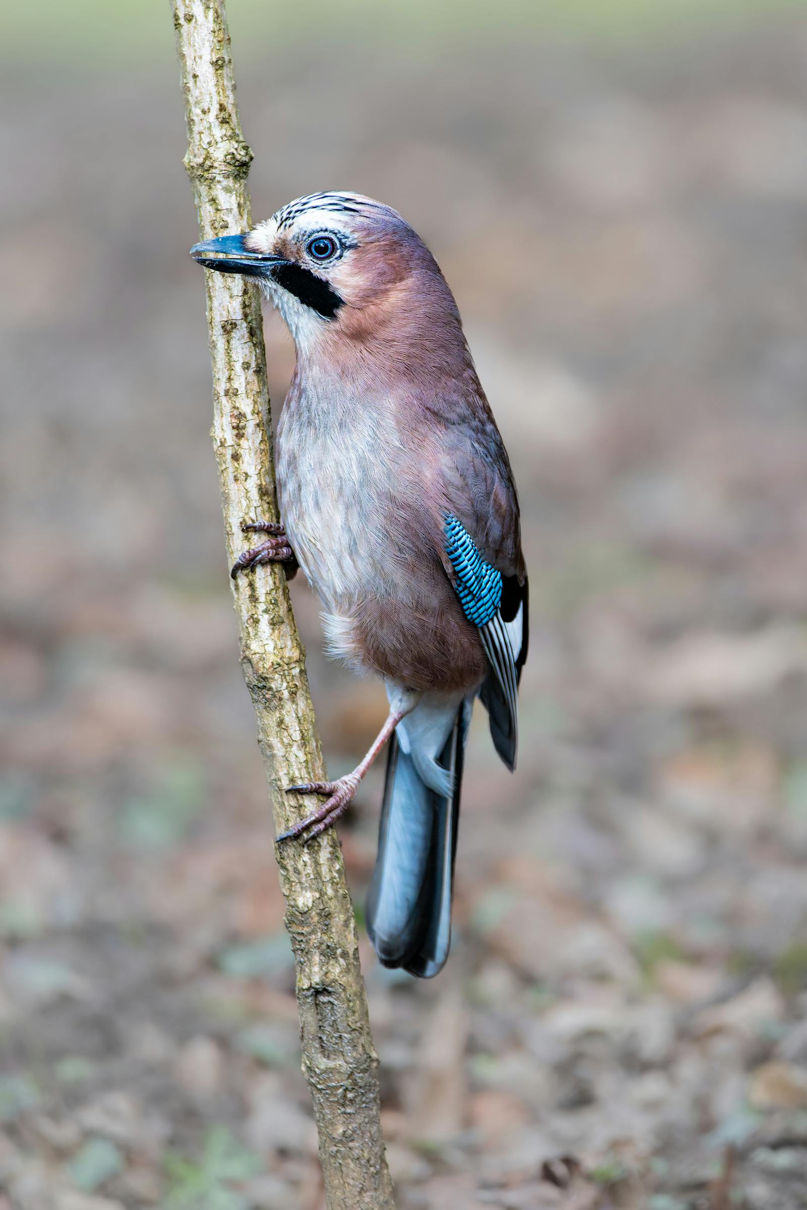 Sara Jay Photos, Download The BEST Free Sara Jay Stock Photos & HD Images