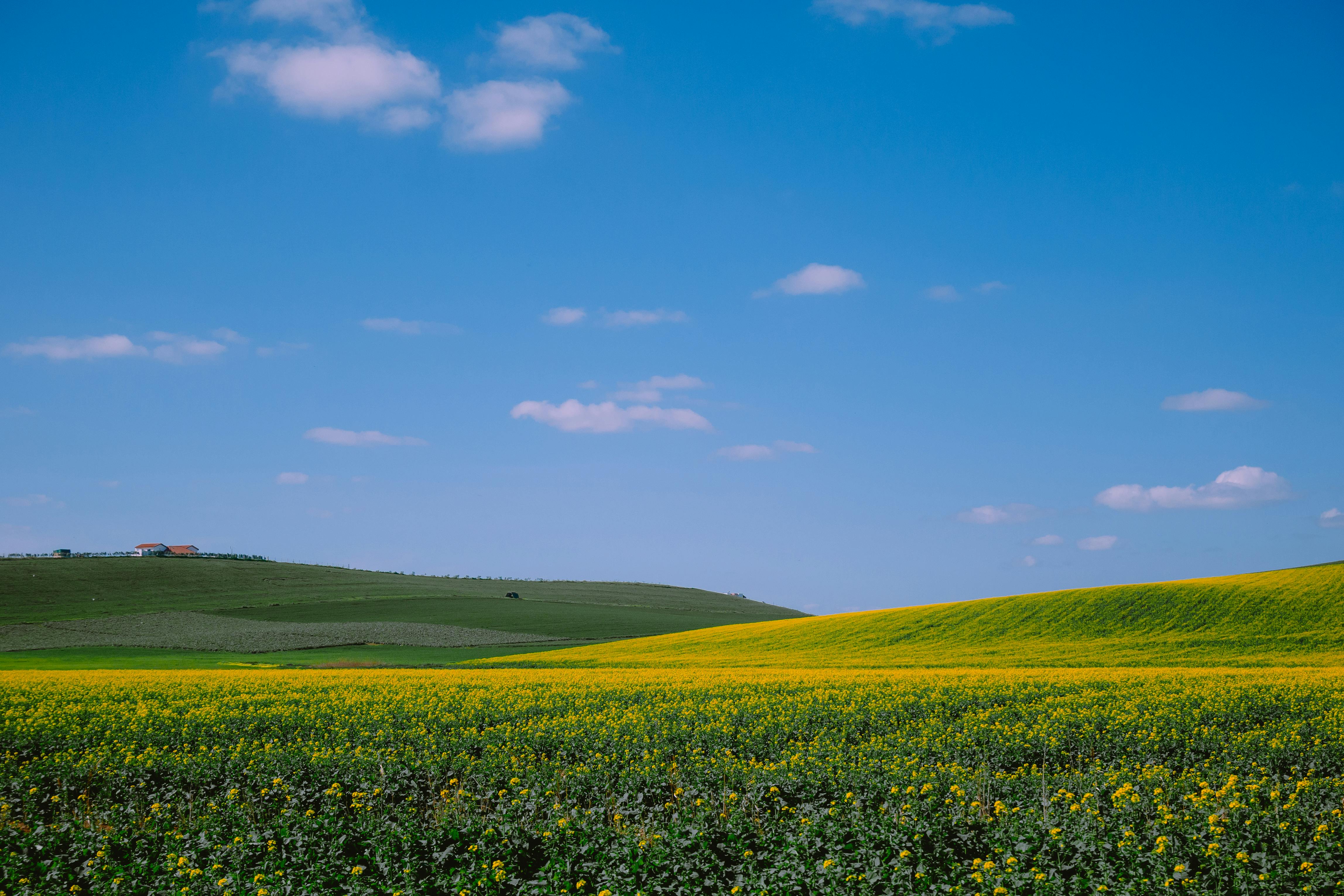Imagine de stoc gratuită cu activități agricole, africa, africa de nord ...