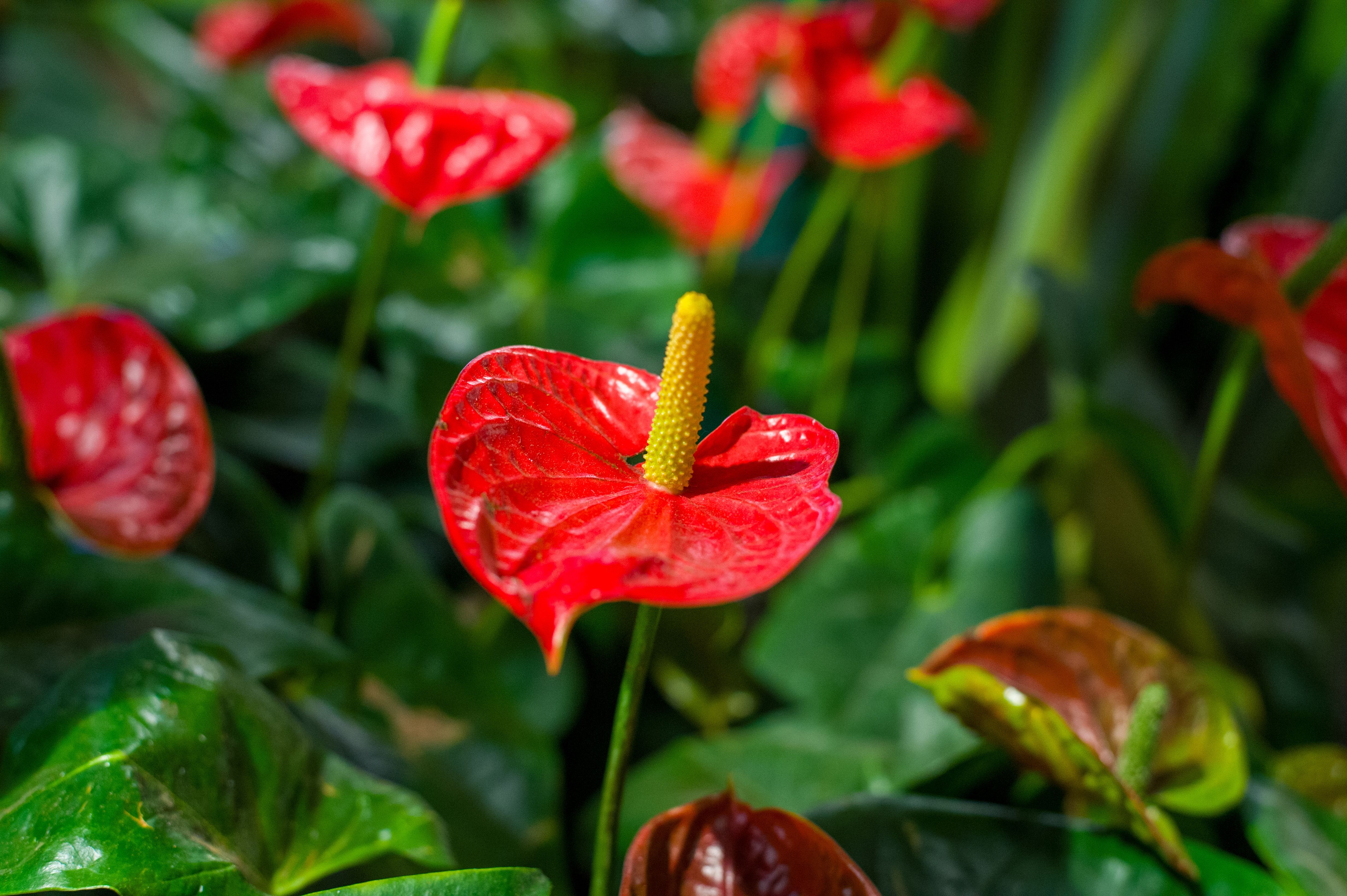 Vibrant Red Anthurium Flowers in Bloom · Free Stock Photo