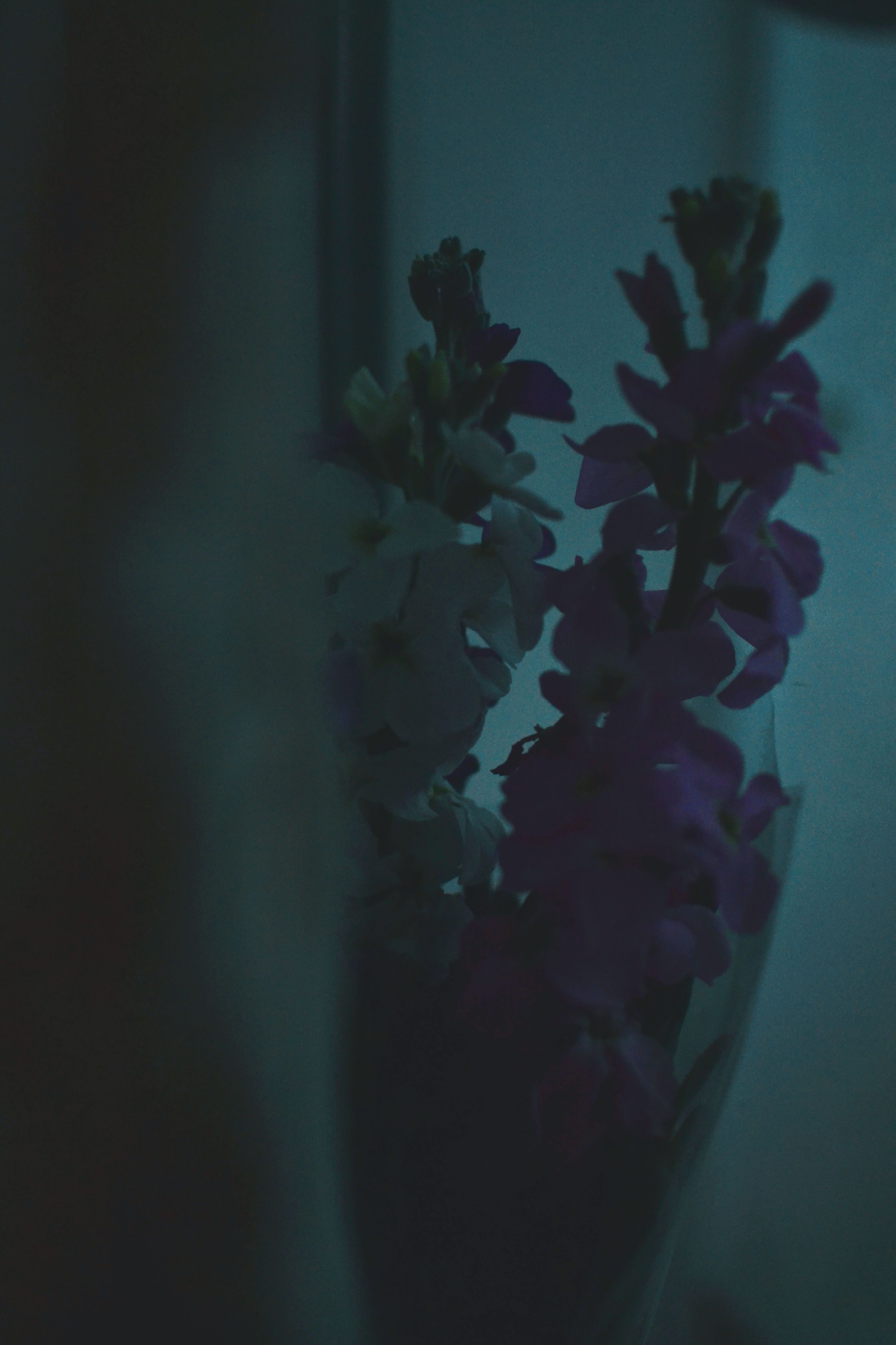 Moody Floral Arrangement in Dim Light · Free Stock Photo