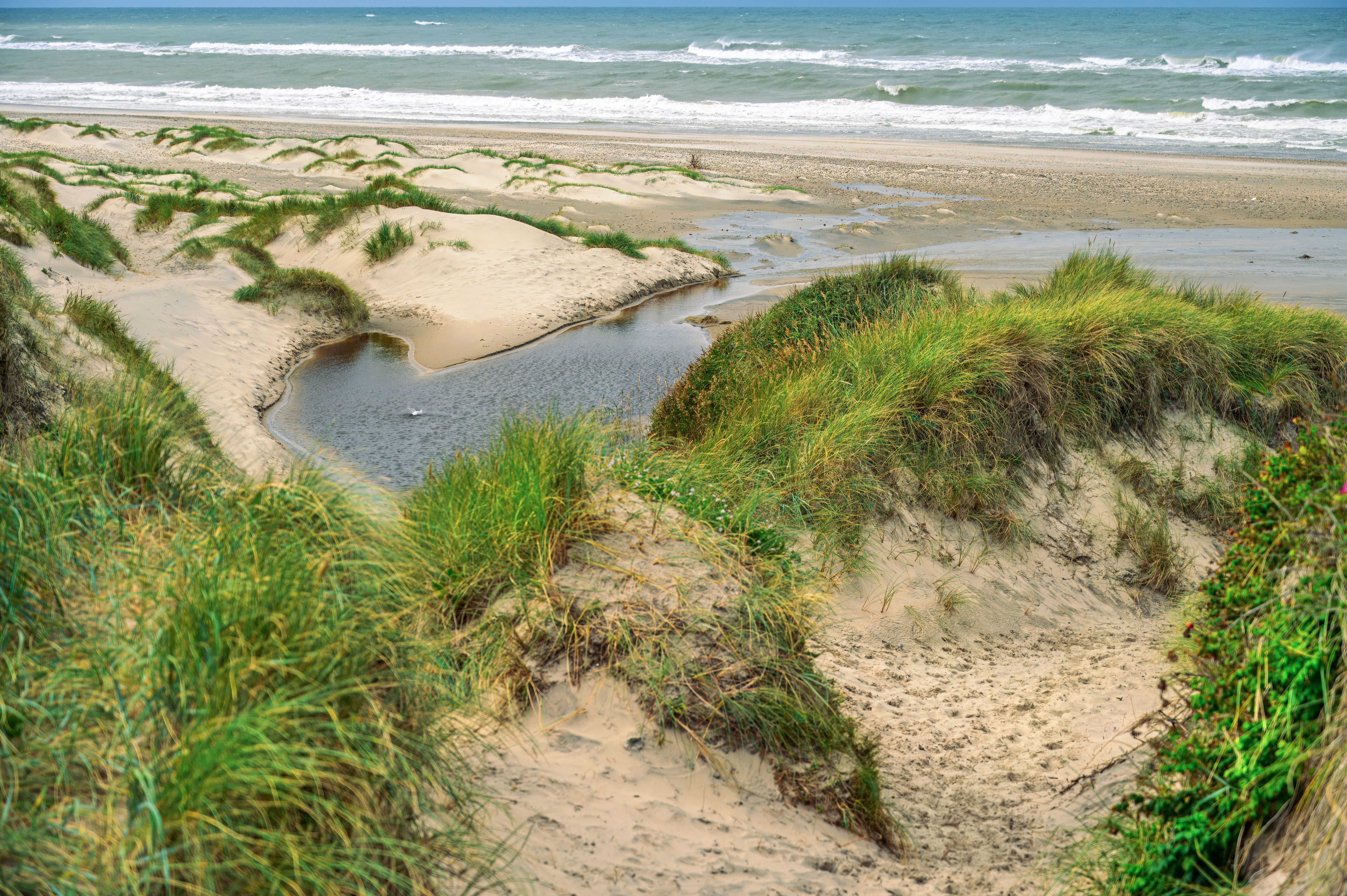 Scenic Danish Dunes by the North Sea · Free Stock Photo