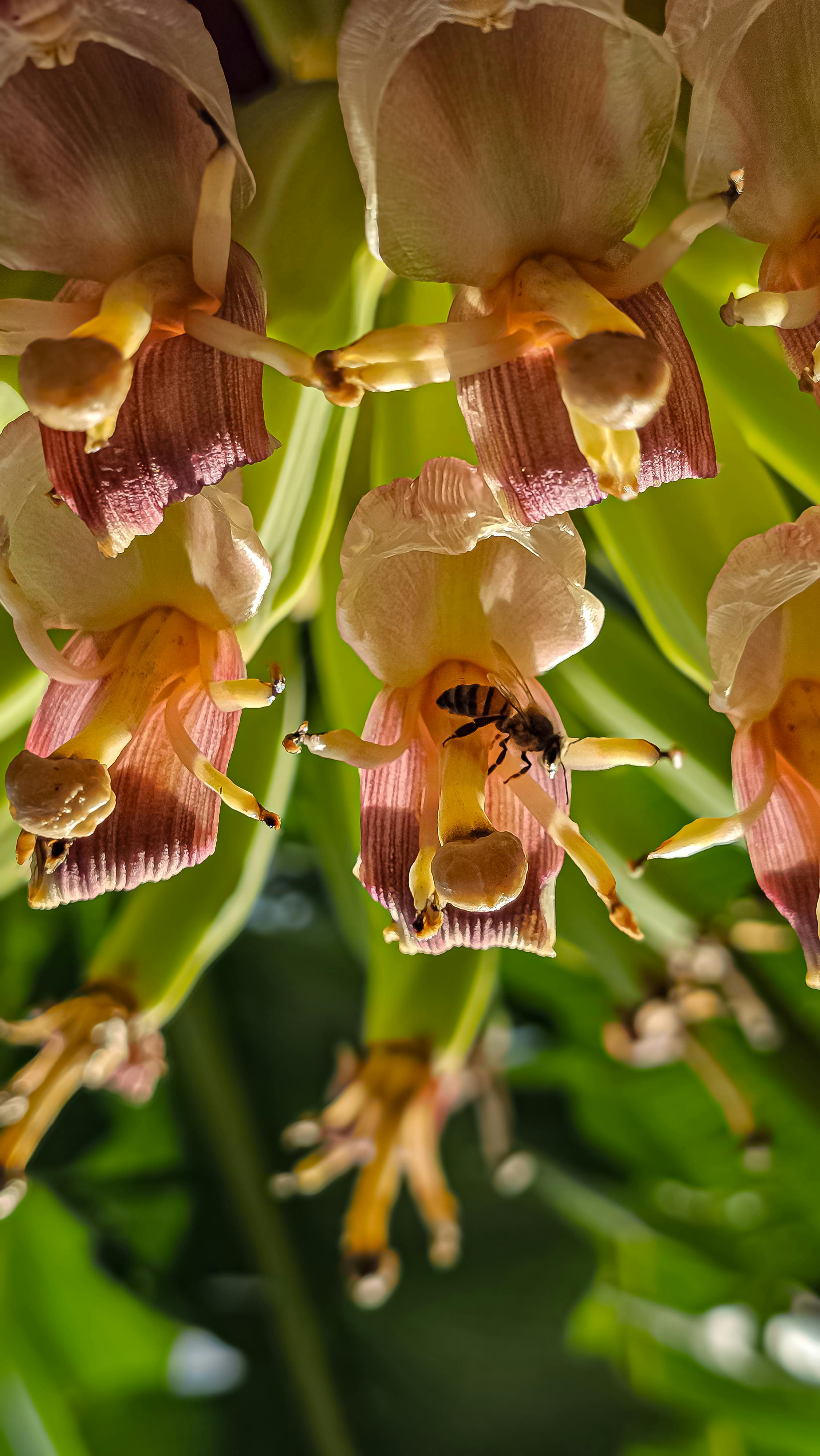 Abeja Polinizando Flores De Banano En Brasil · Foto de stock gratuita