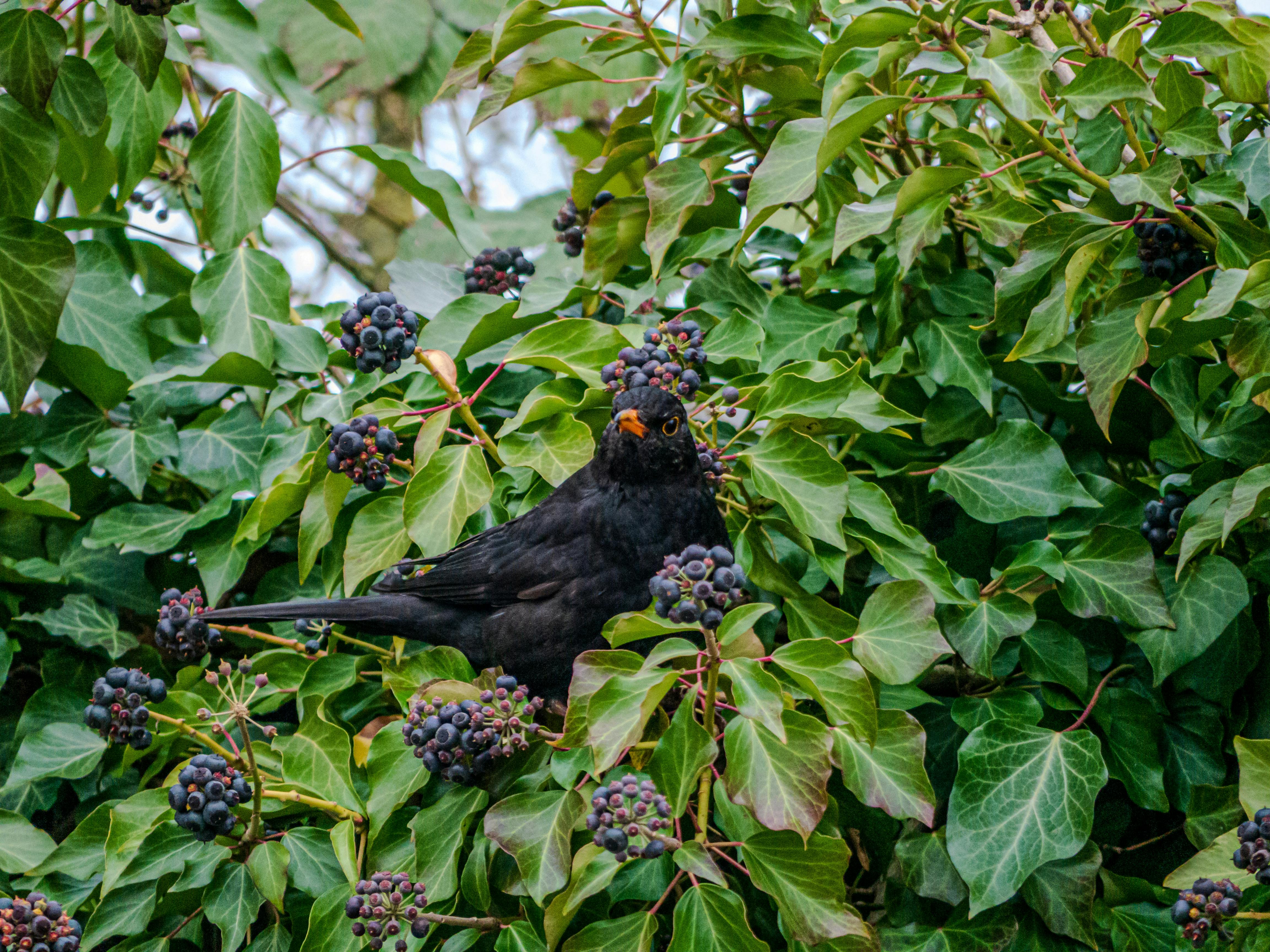 Black Mustard Tree Photos, Download The BEST Free Black Mustard Tree ...