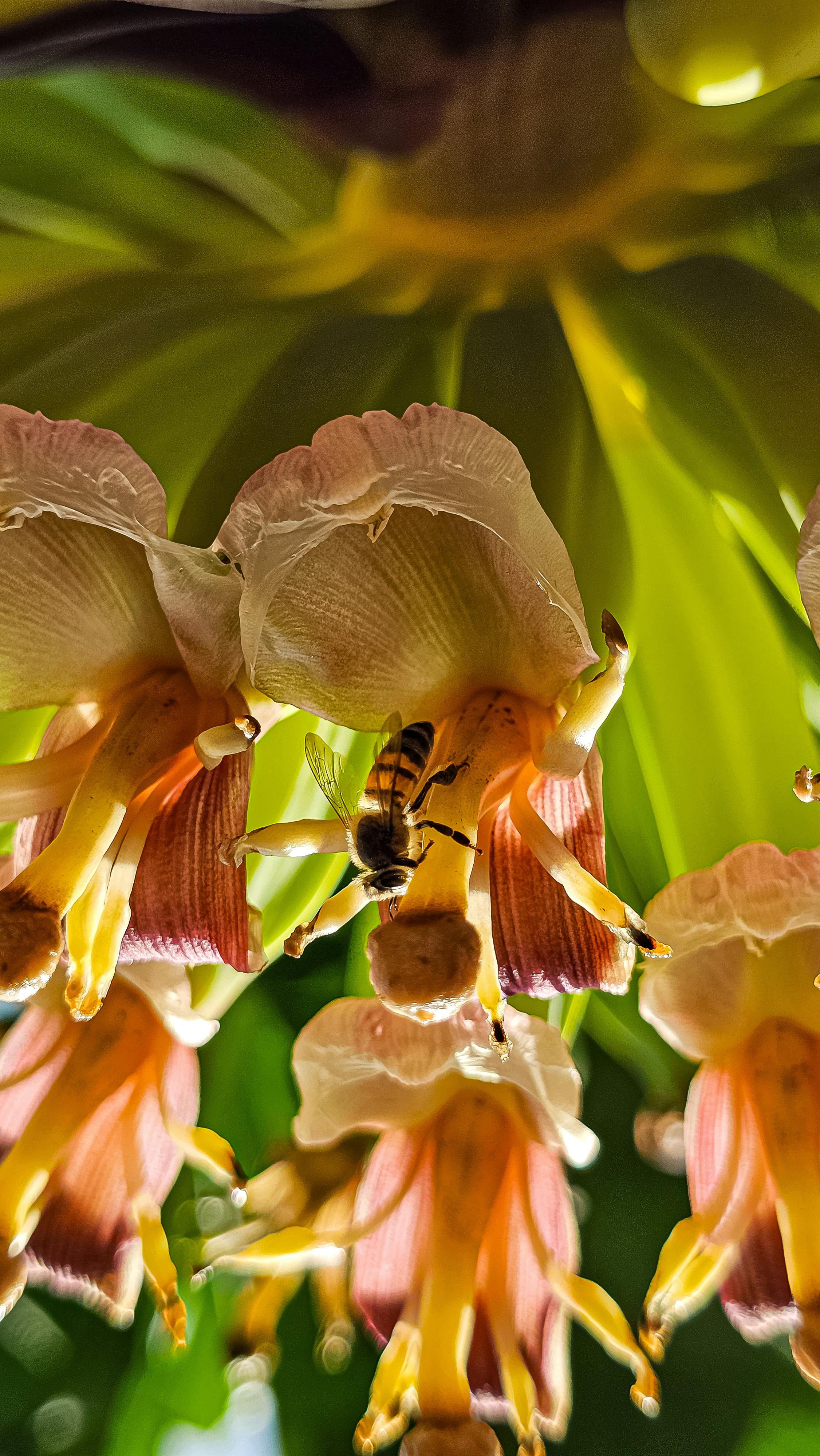 Ant Hive Photos, Download The BEST Free Ant Hive Stock Photos & HD Images