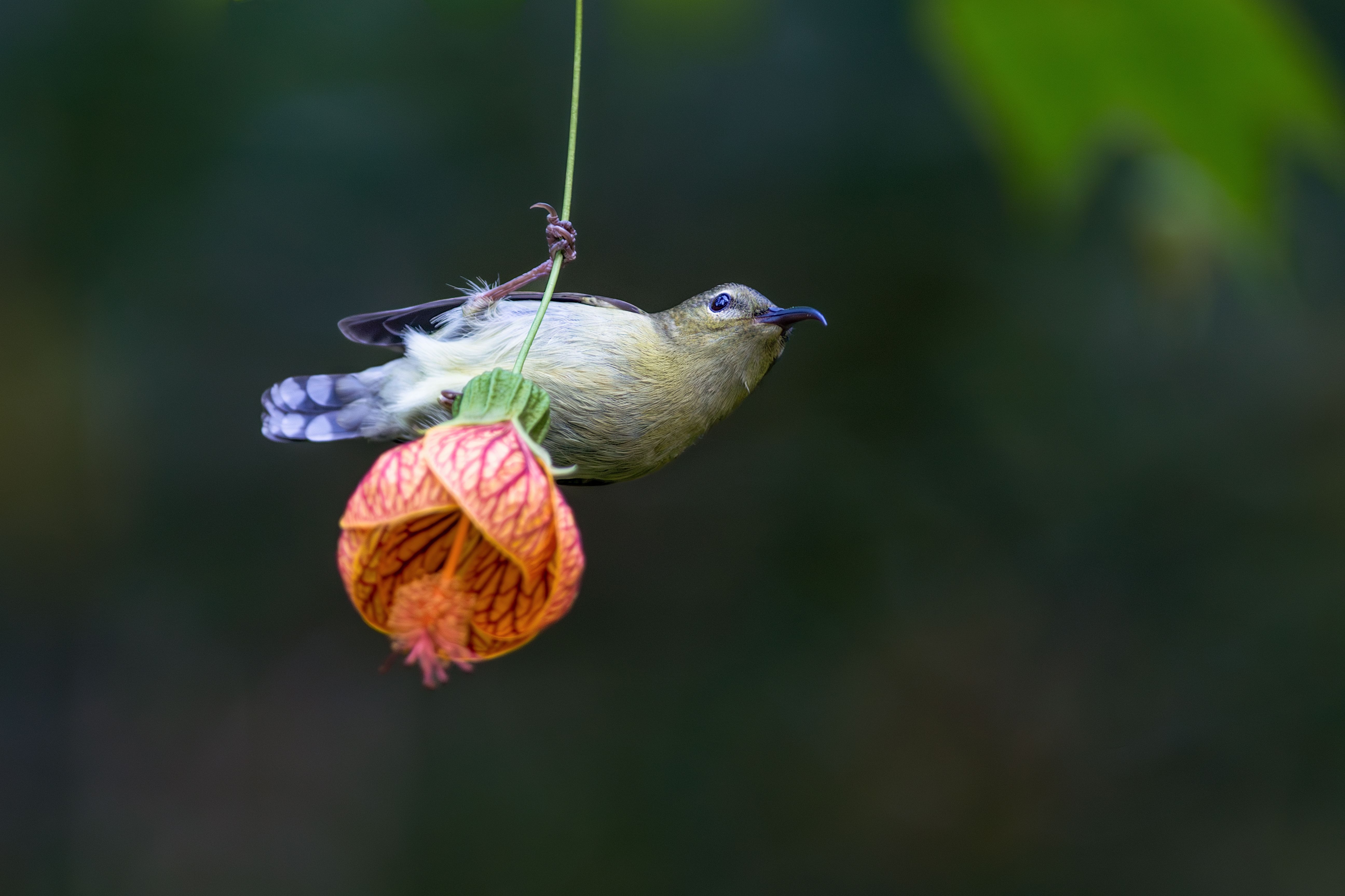 Pájaro Sol Posado Sobre Una Flor De Abutilón En El Jardín · Foto de ...