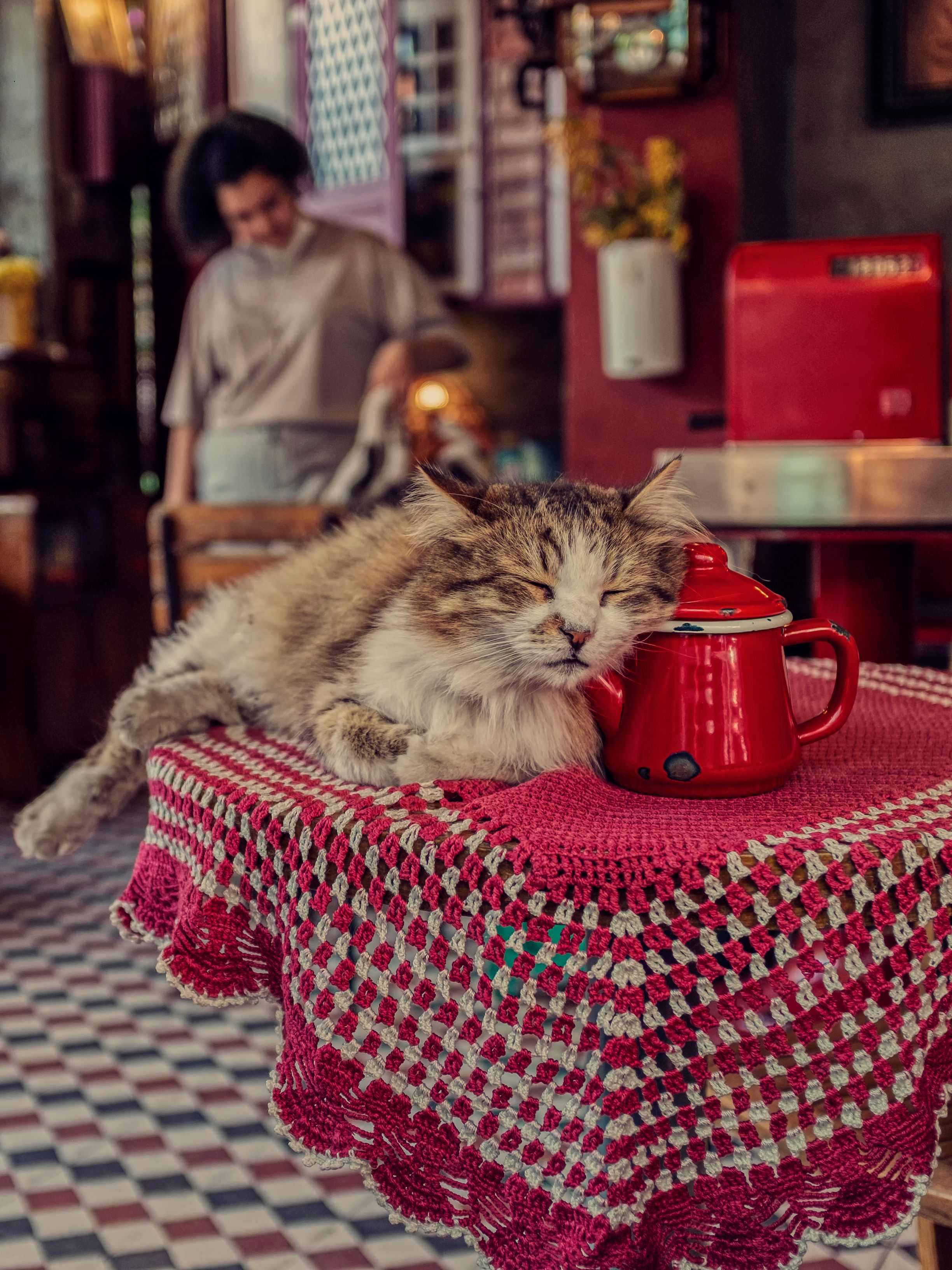 Cozy Cat Relaxing on Rustic Cafe Table · Free Stock Photo