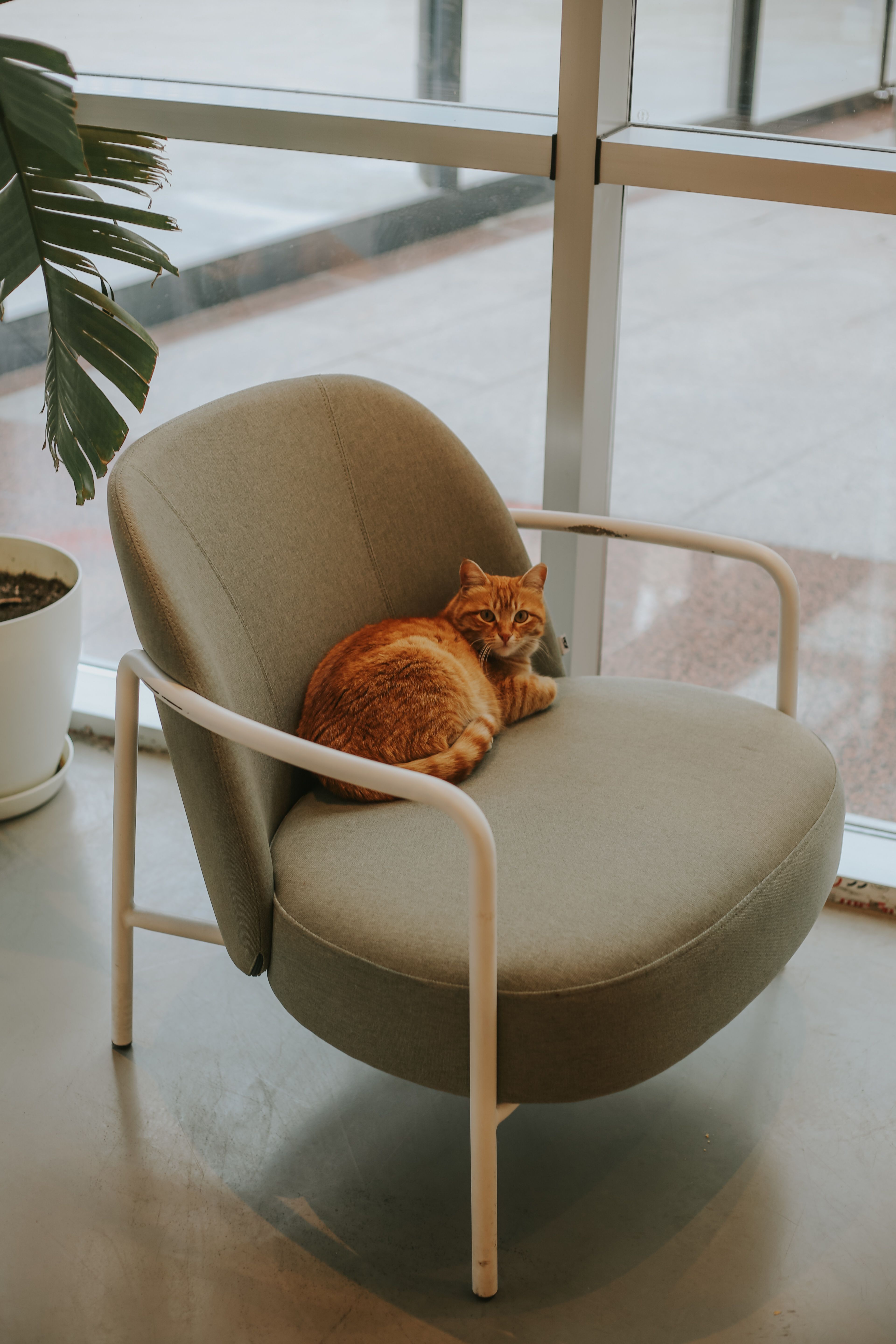 Cat And Chair Photos, Download The BEST Free Cat And Chair Stock Photos ...