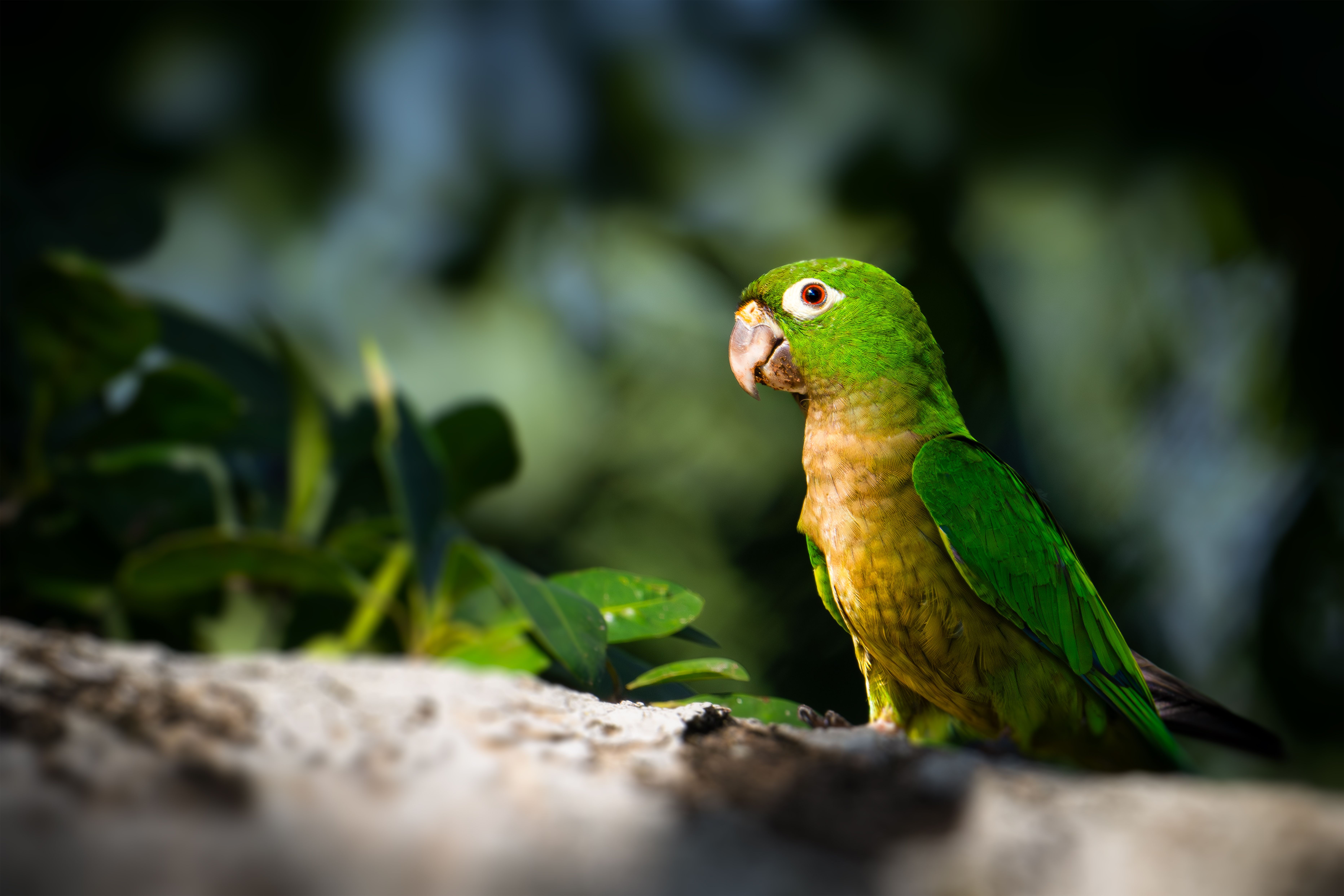 Vibrant Green Parakeet in Hampolol, Mexico · Free Stock Photo