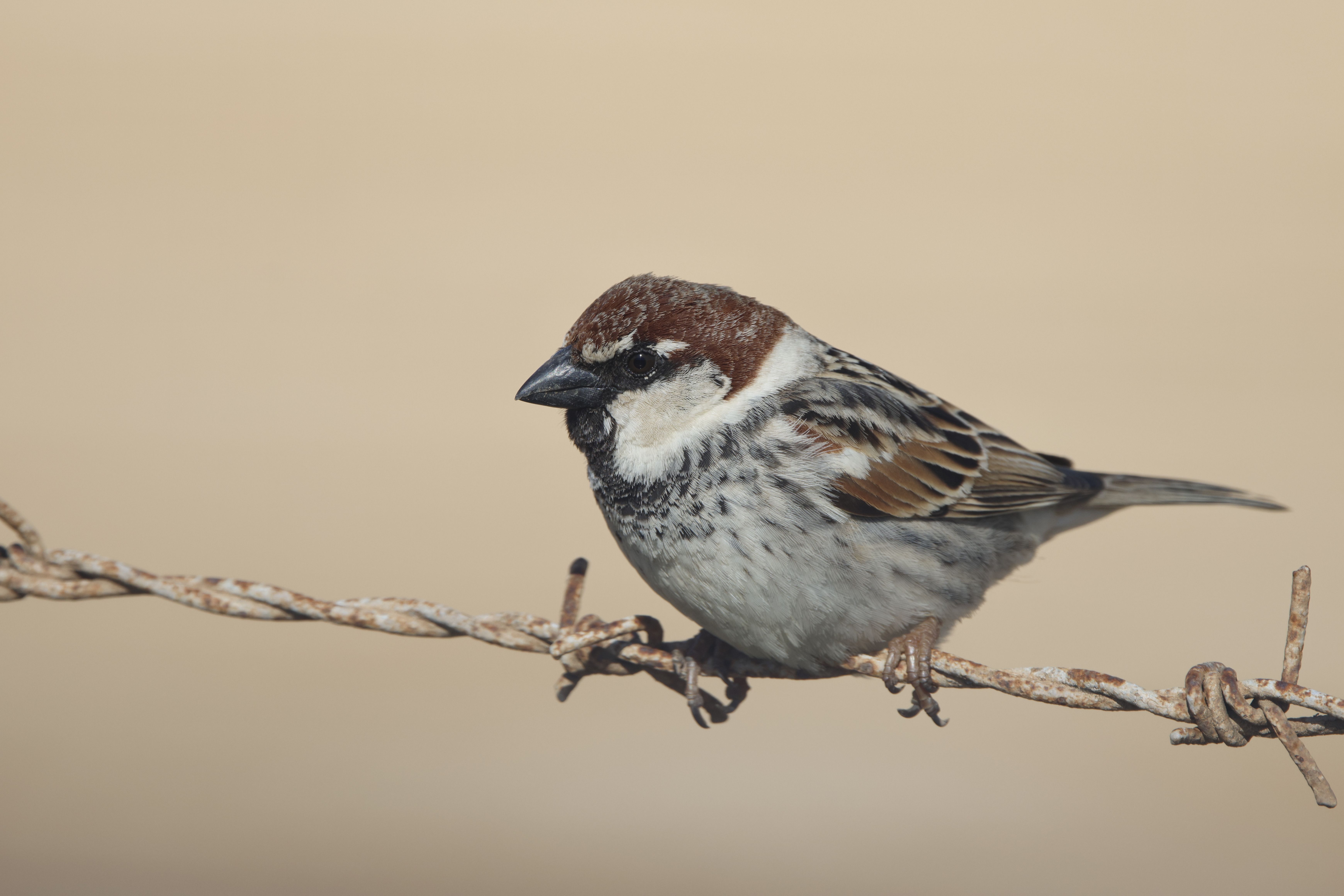 House Sparrow Perched on Barbed Wire Close-up · Free Stock Photo