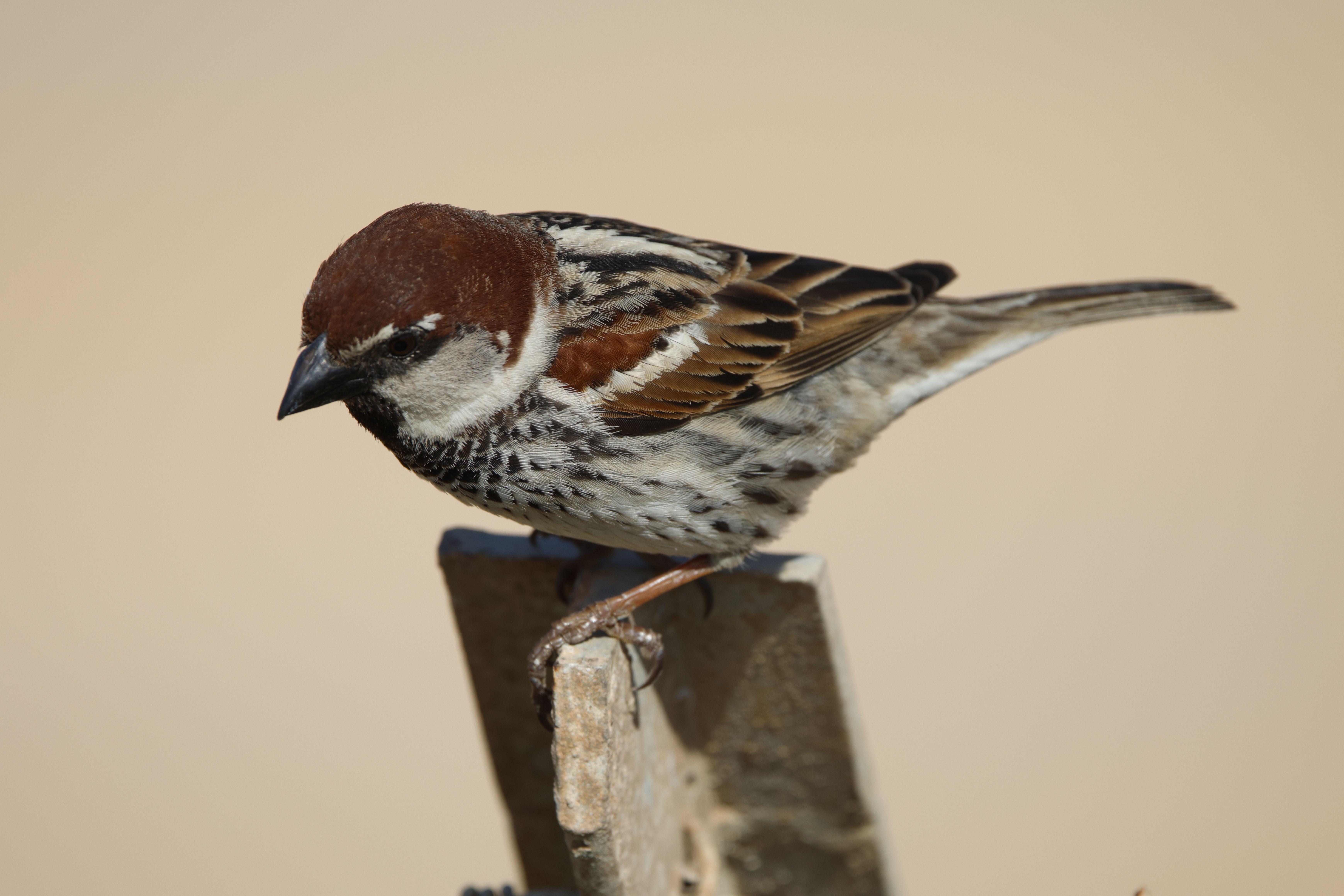 Close-up of a House Sparrow Perched Outdoors · Free Stock Photo