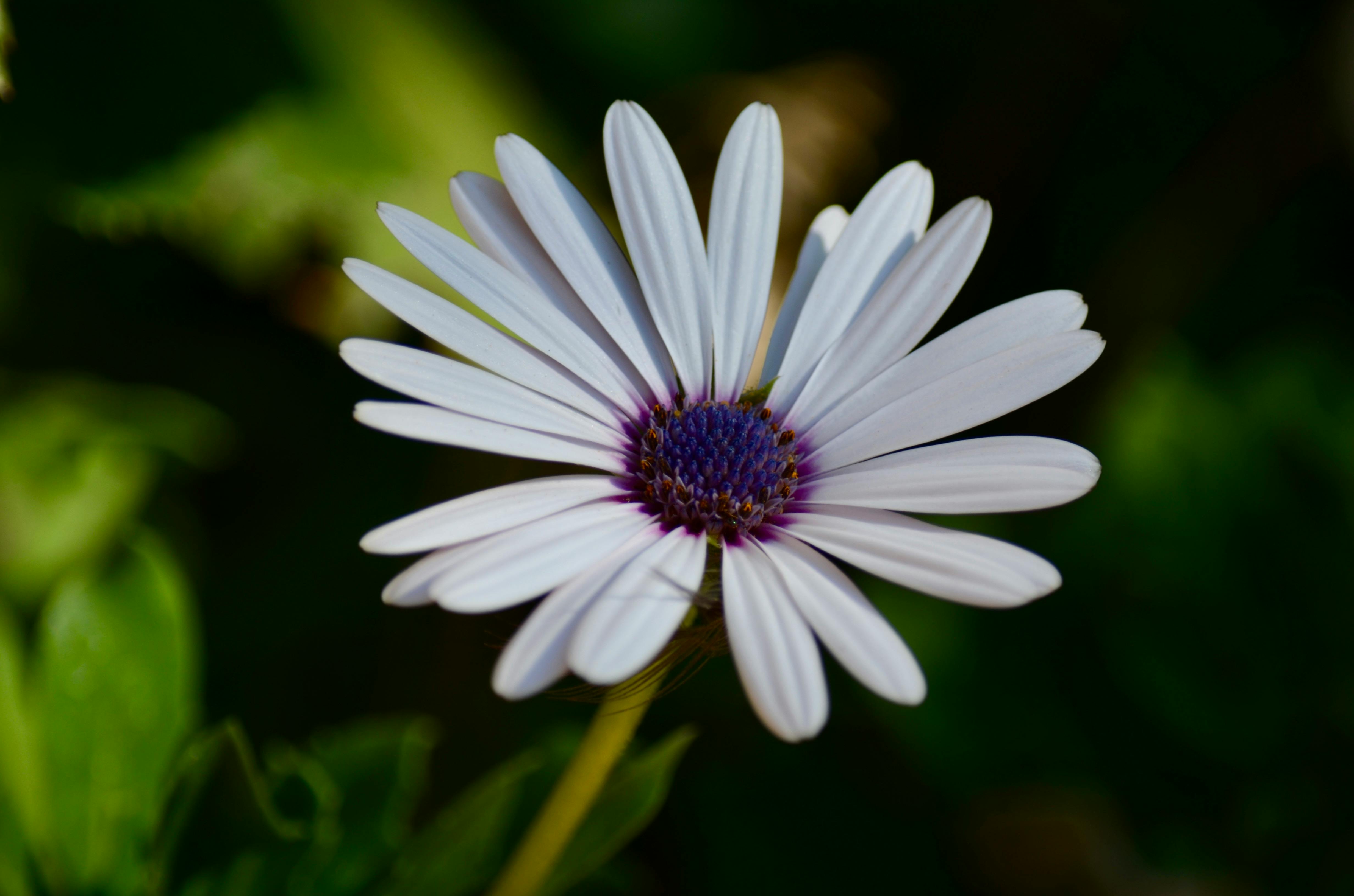 African Daisy Bloom Photos, Download The BEST Free African Daisy Bloom ...