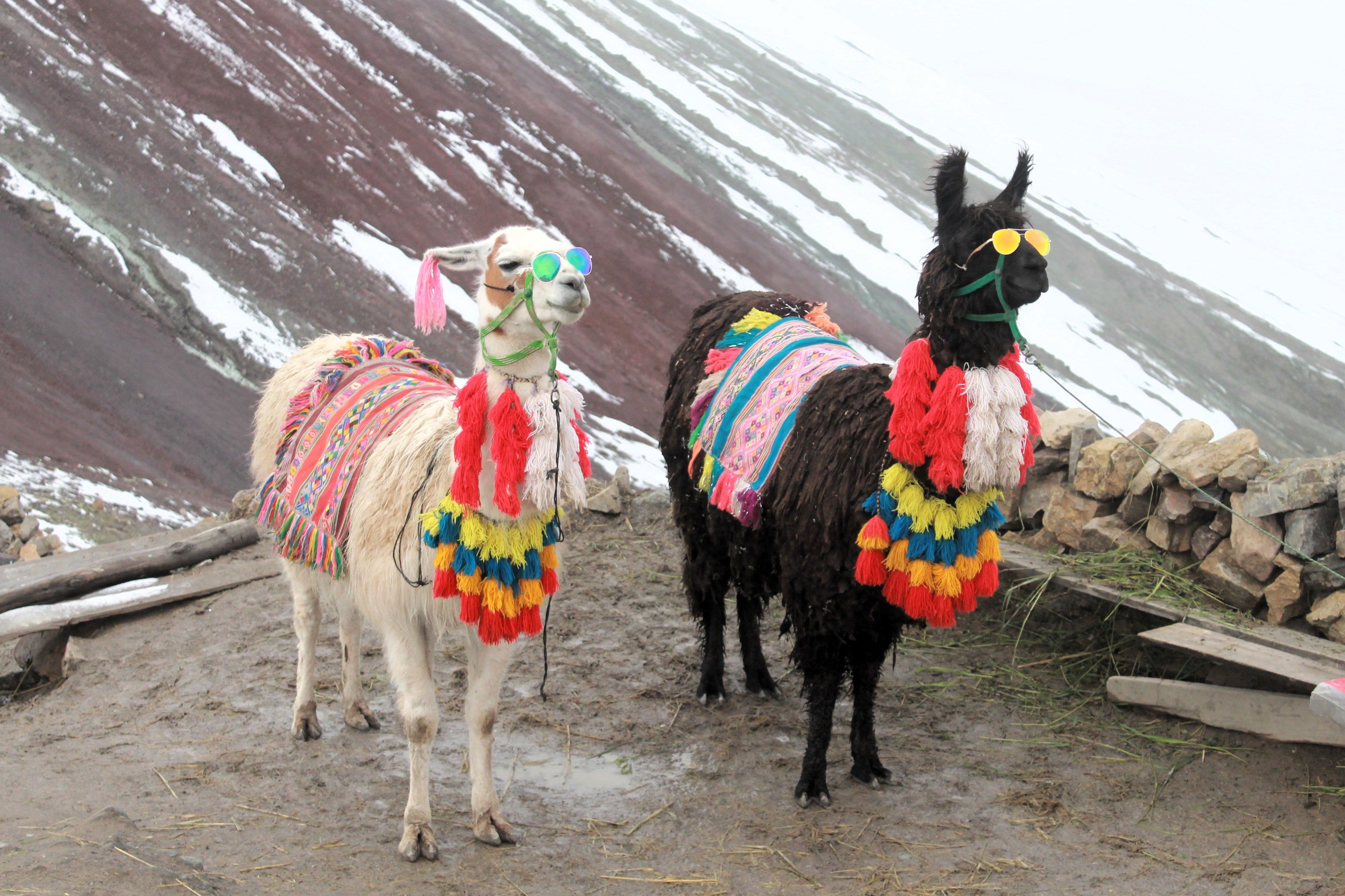 Llamas Decoradas De Colores En Las Montañas Andinas · Foto de stock ...