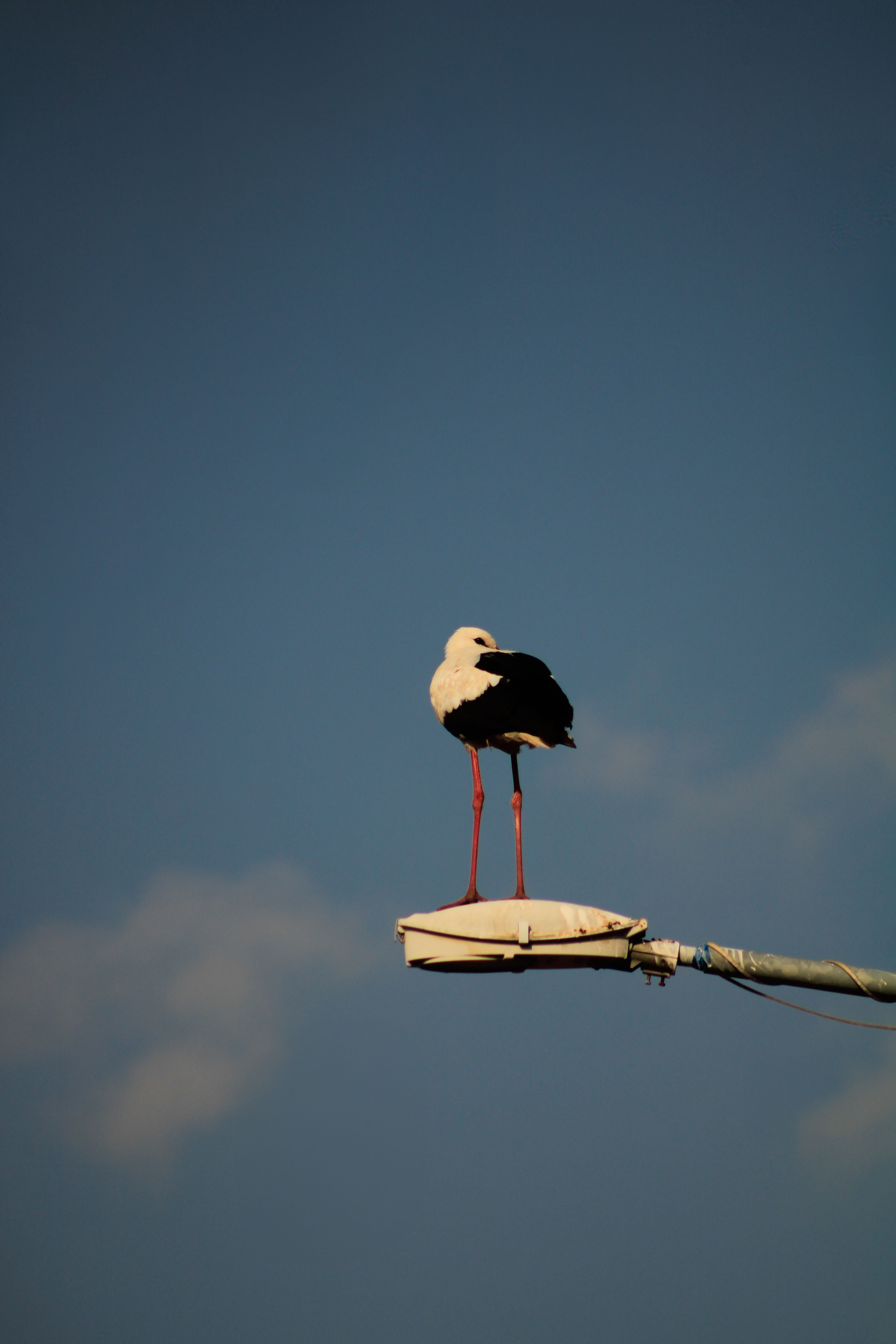 Elegant Stork Perched Against Clear Blue Sky · Free Stock Photo