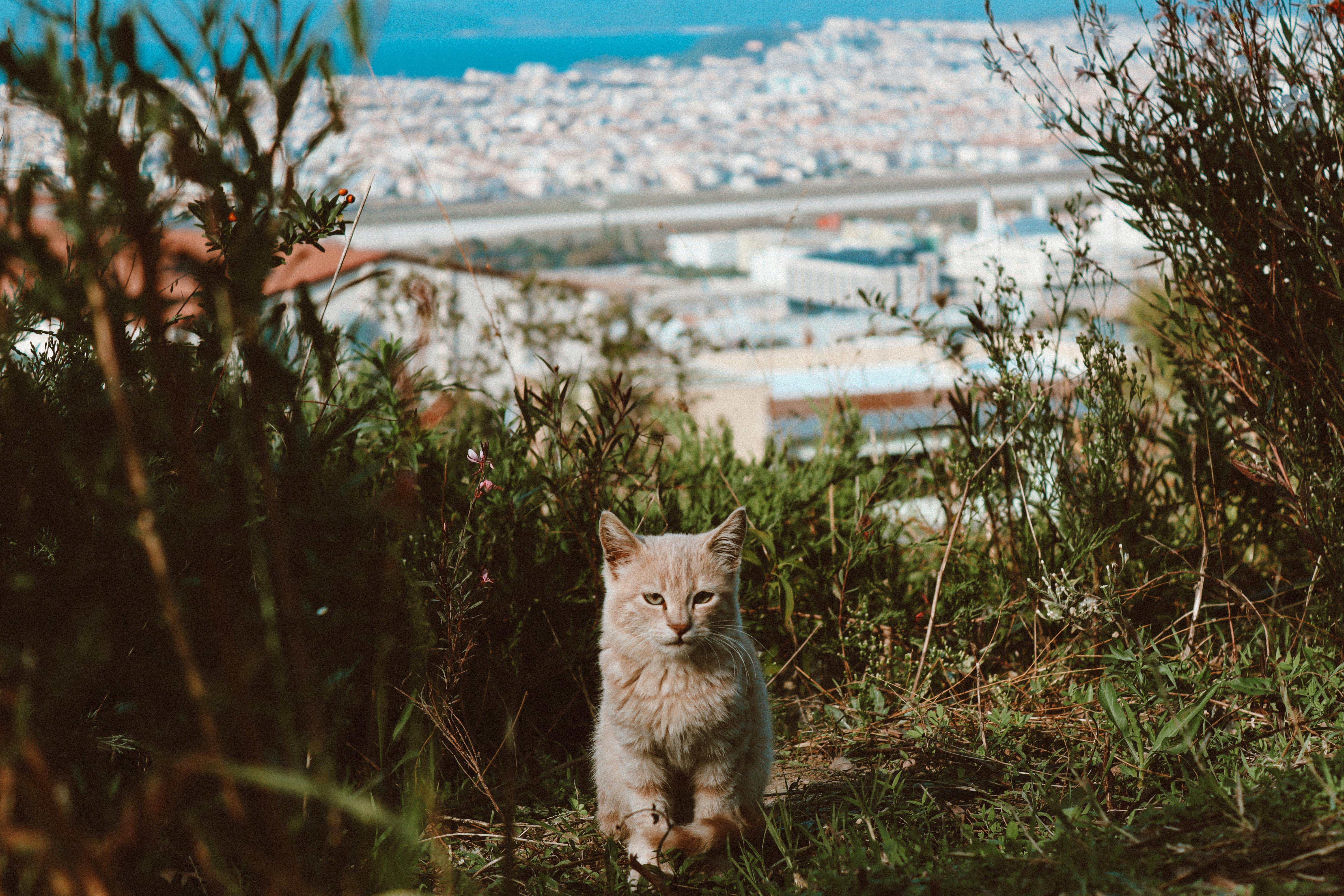 Charming Cat in Nature with Cityscape Background · Free Stock Photo