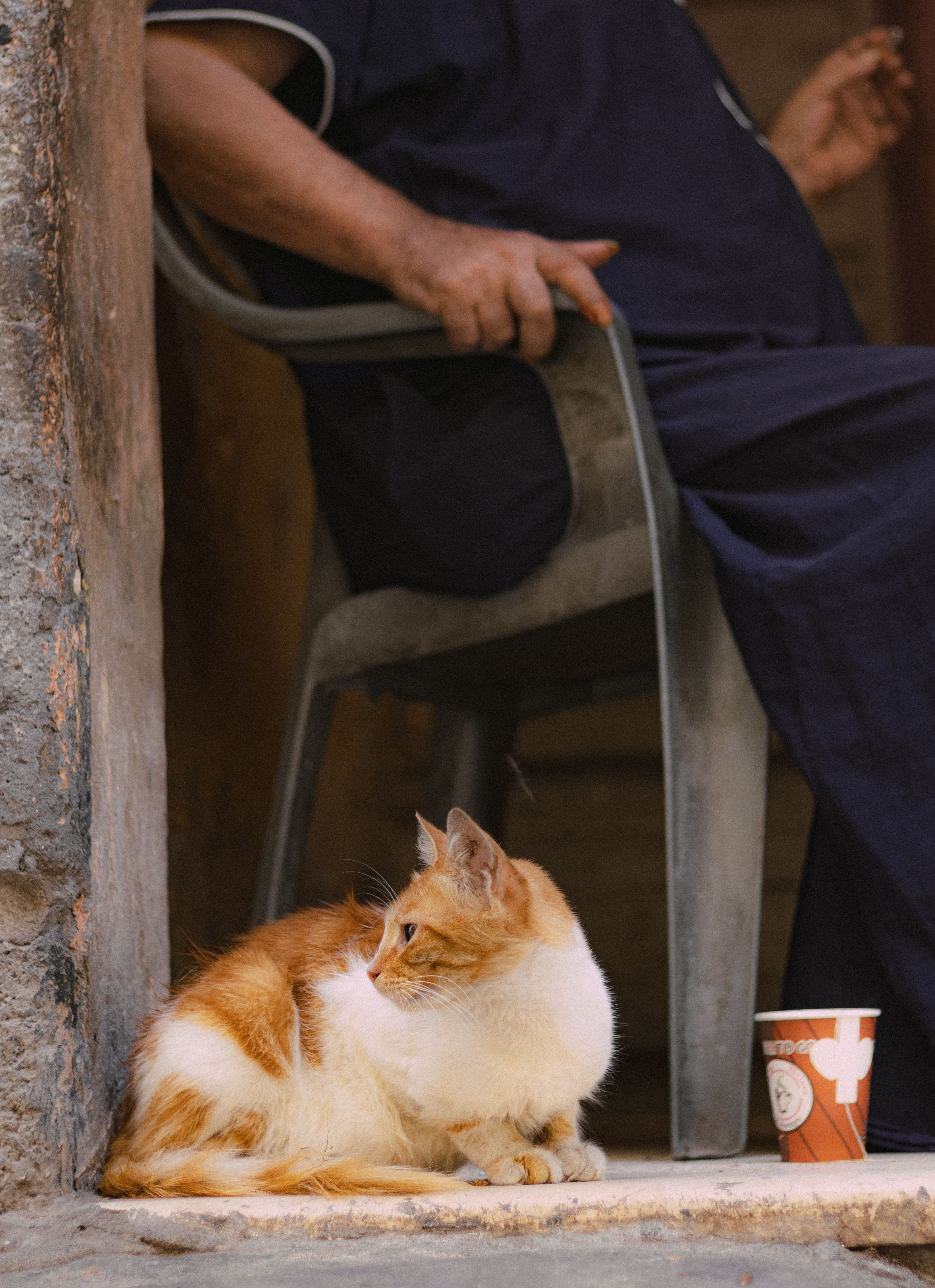Orange Tabby Cat Relaxing at Egyptian Cafe Entrance · Free Stock Photo