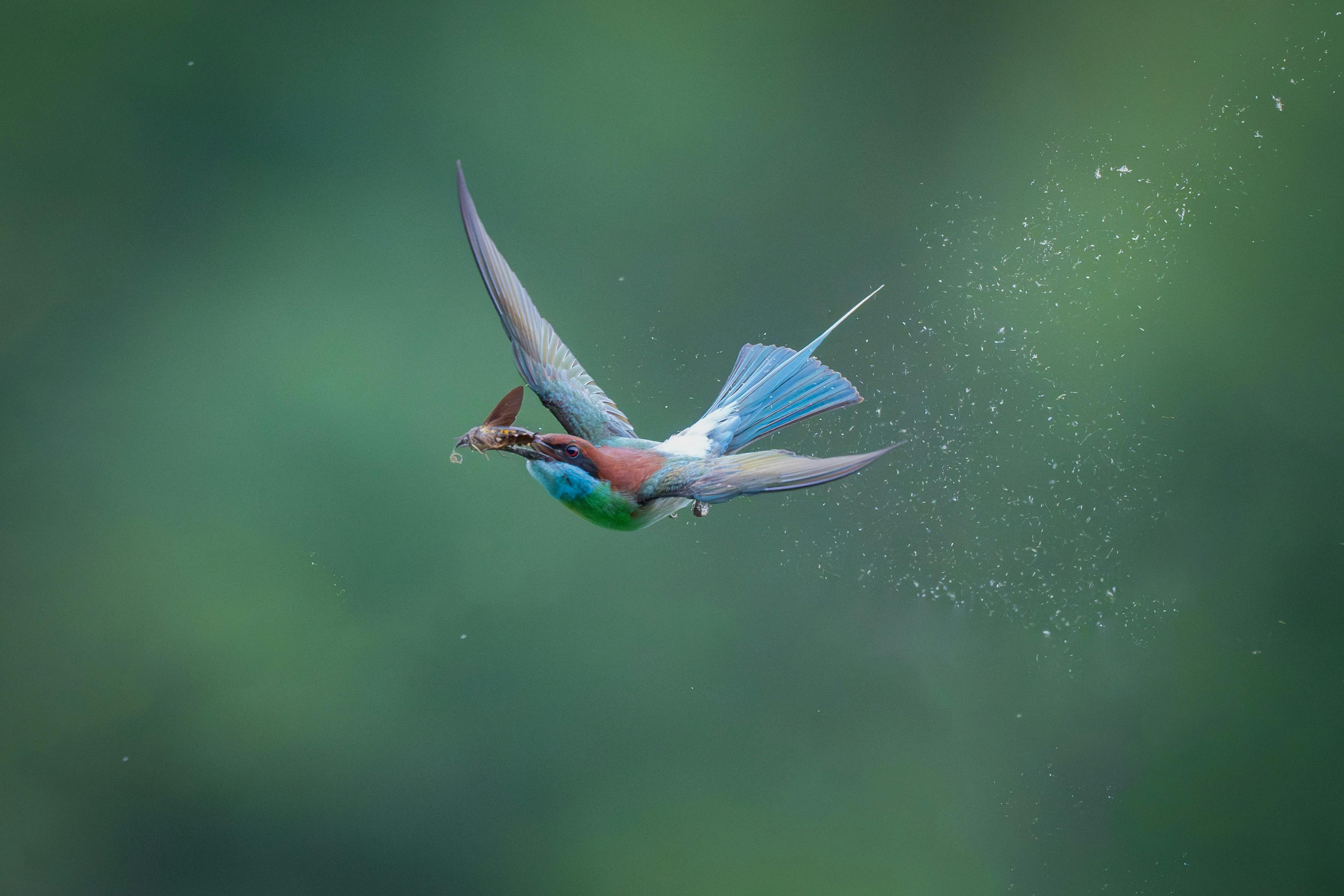 Bird Catching Bug Photos, Download The BEST Free Bird Catching Bug ...