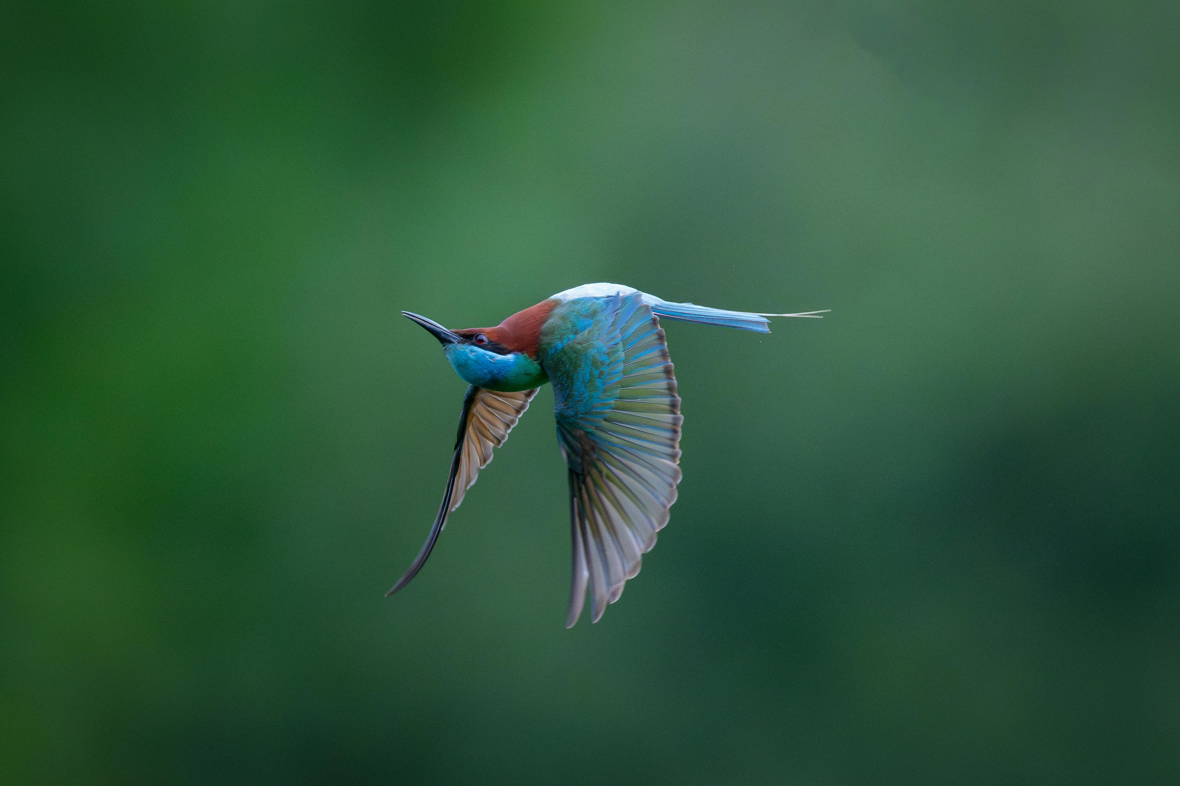 Vivid Blue European Bee-eater in Flight · Free Stock Photo