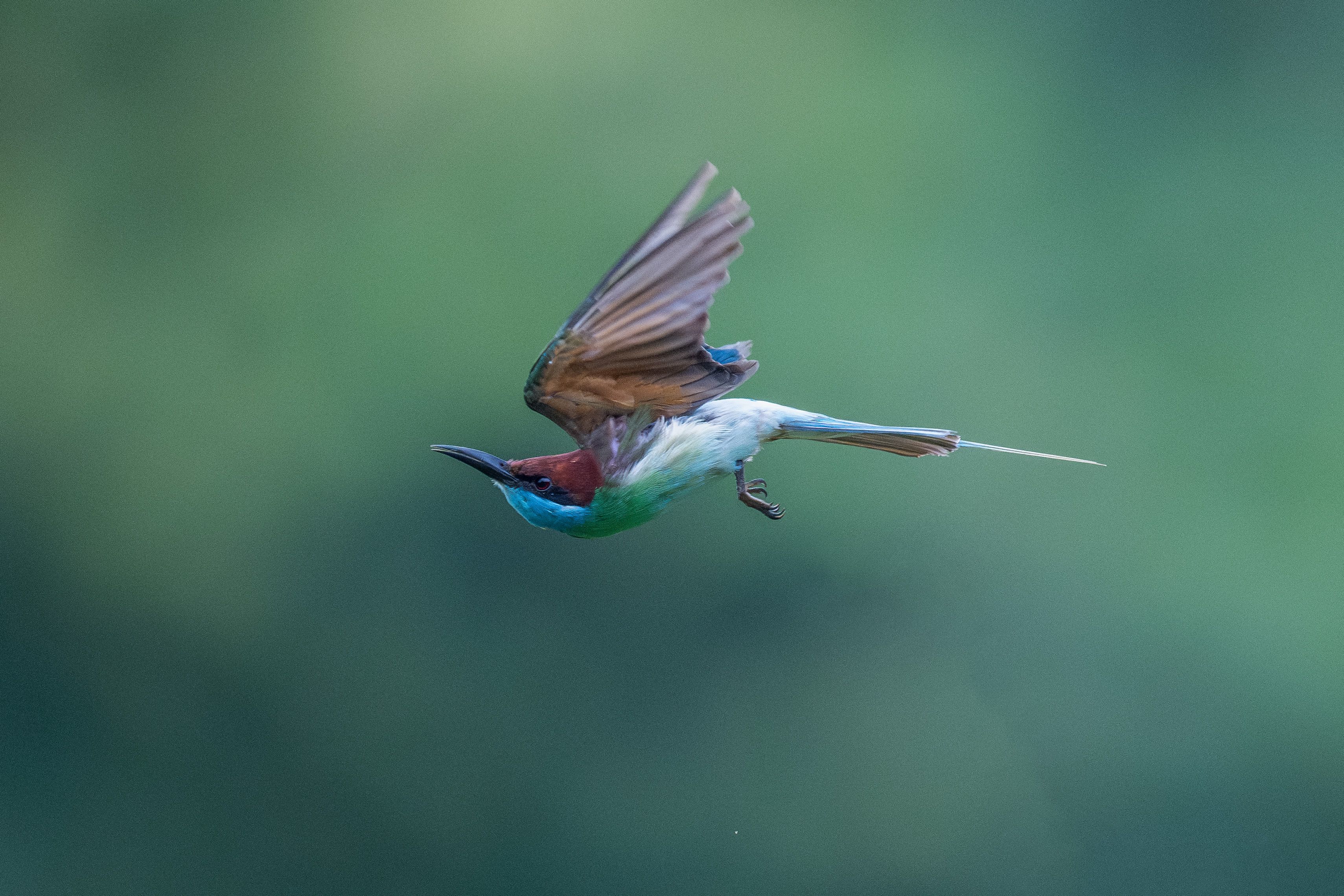 Colorful Bee-eater in Flight Over Vibrant Green · Free Stock Photo