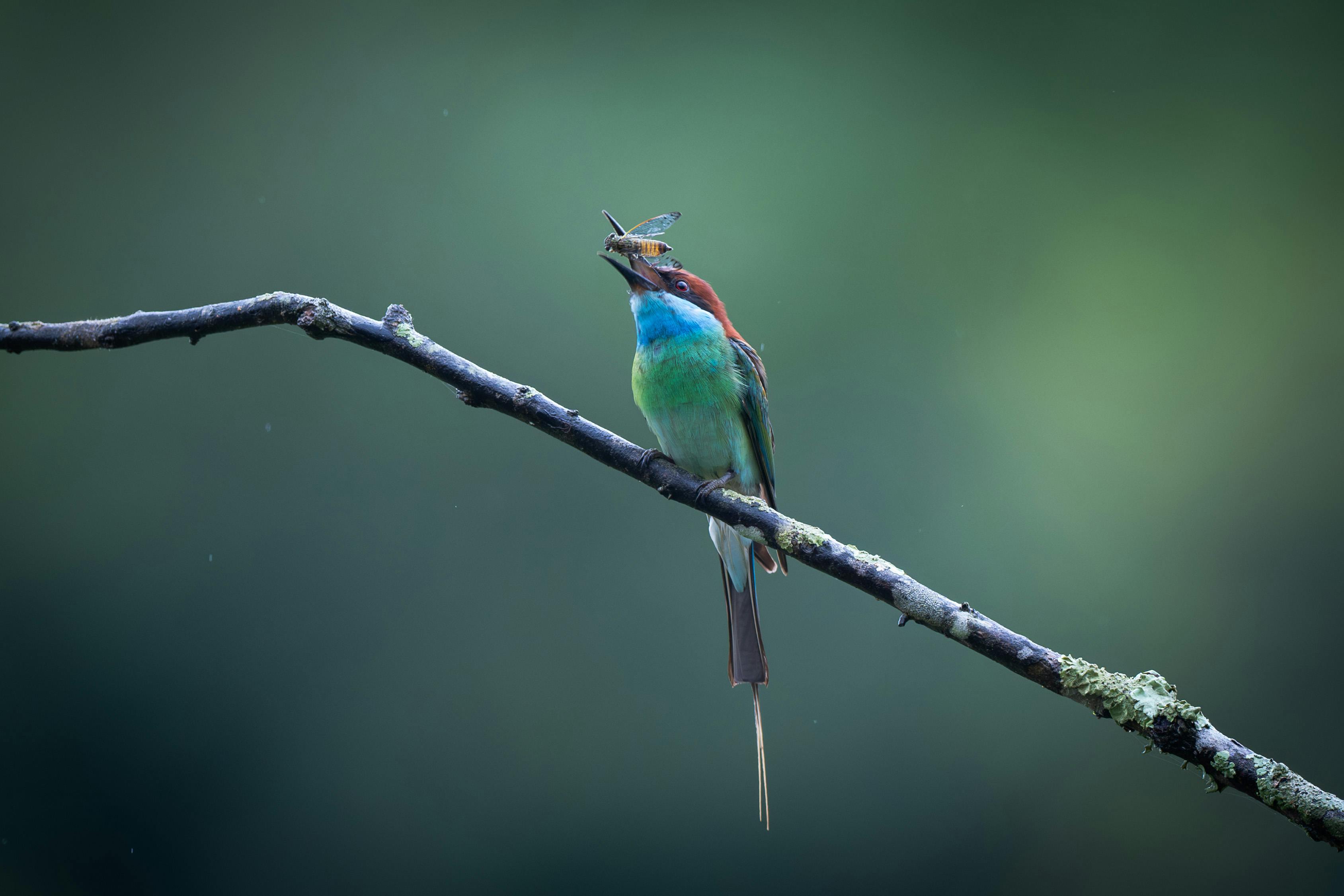 Colorful Bird Eating Insect on Lichen-Covered Branch · Free Stock Photo