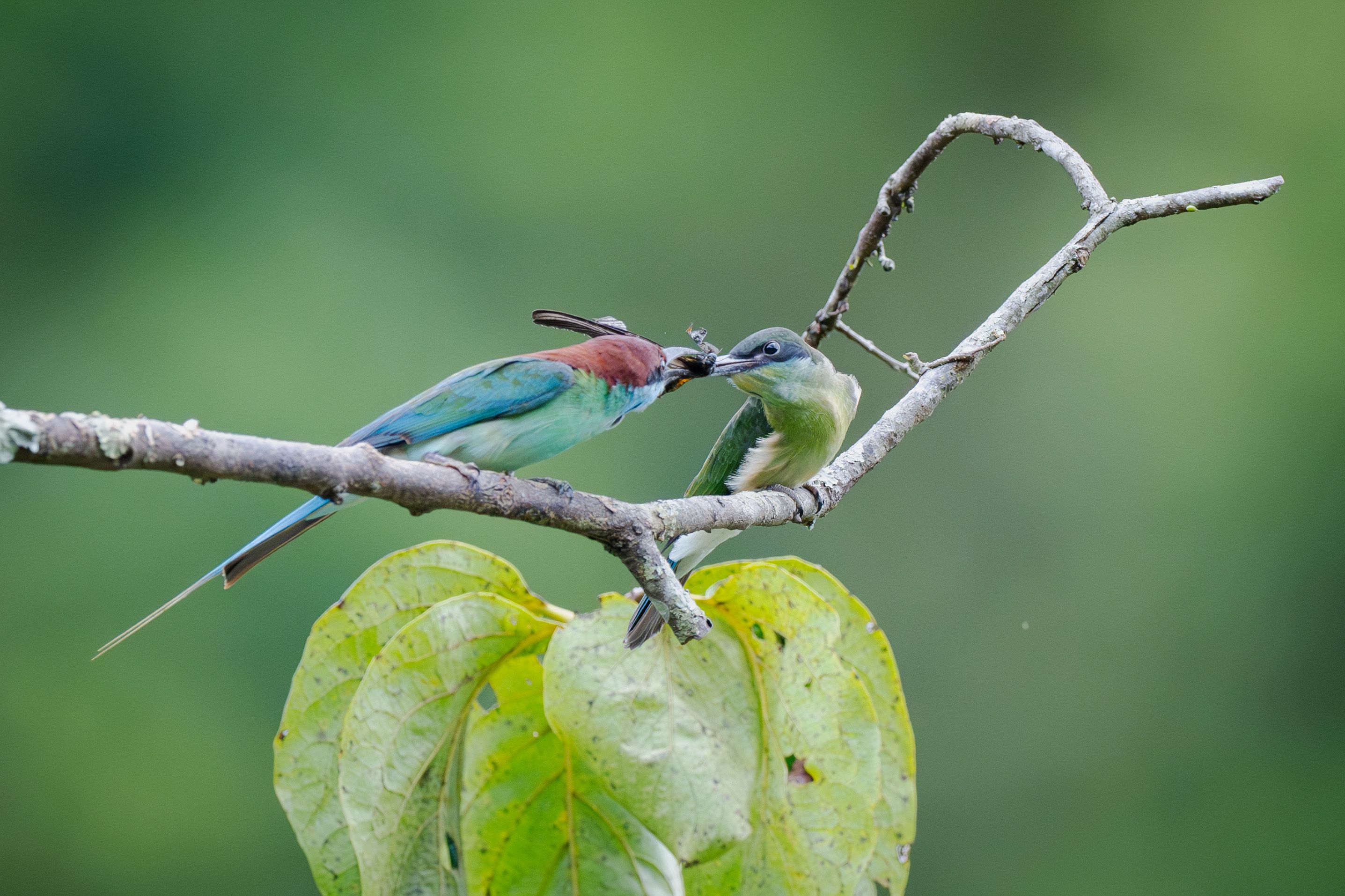 Vibrant Bee-eaters Sharing an Insect on Branch · Free Stock Photo