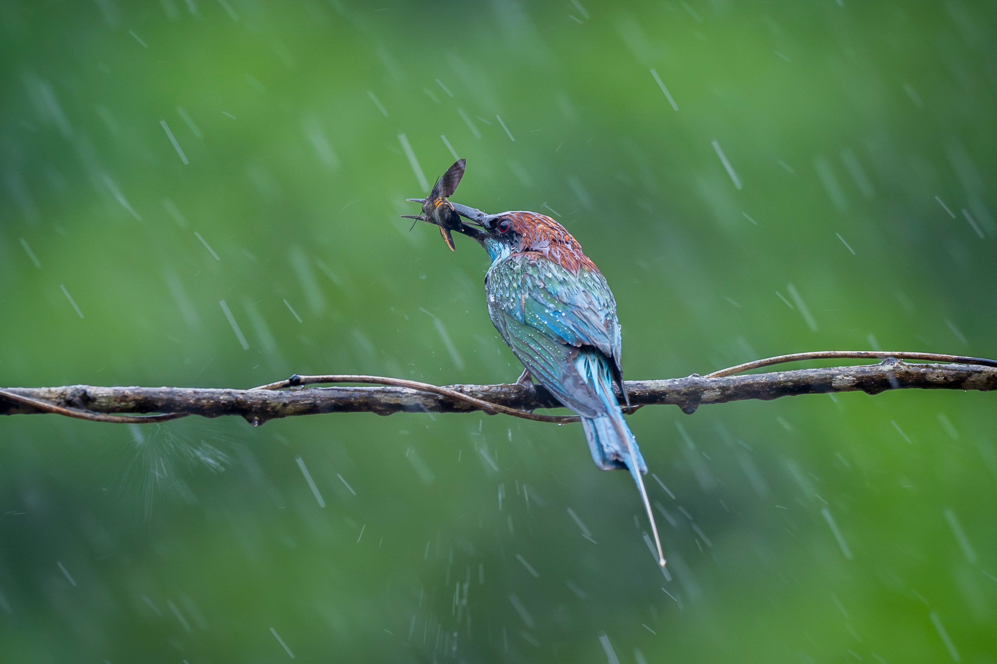 Pájaro Colorido Posado Bajo La Lluvia Con Captura De Insectos · Foto de ...